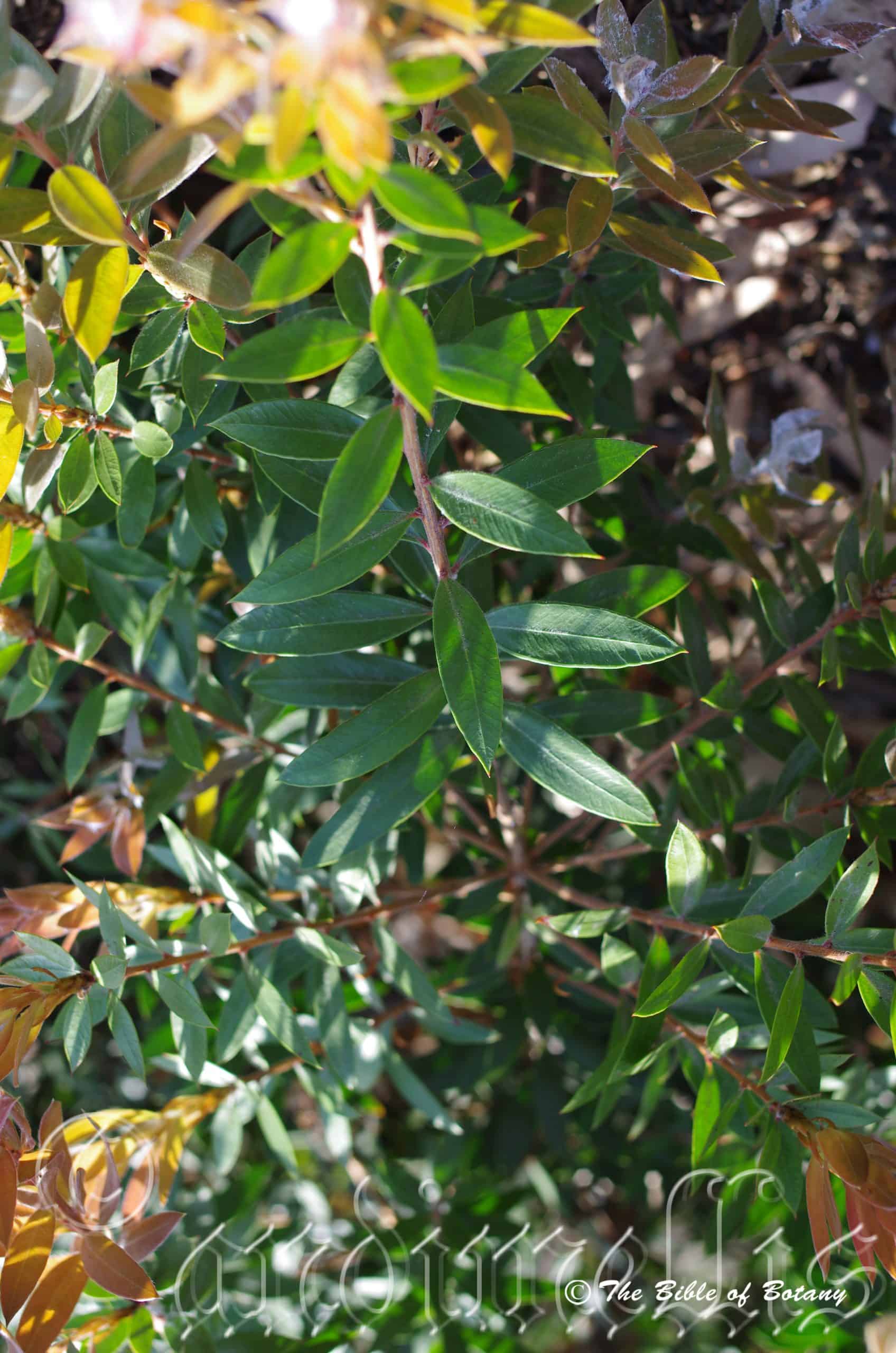 Plant Descriptions – Melaleuca decussata – Melicope rubra – The Bible ...