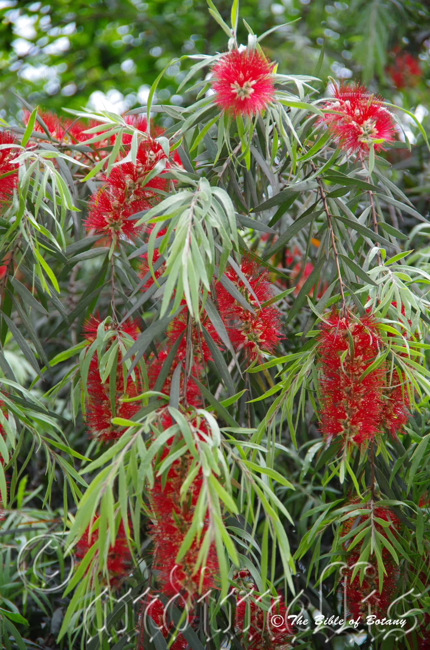 Floral Emblems – The Bible of Botany