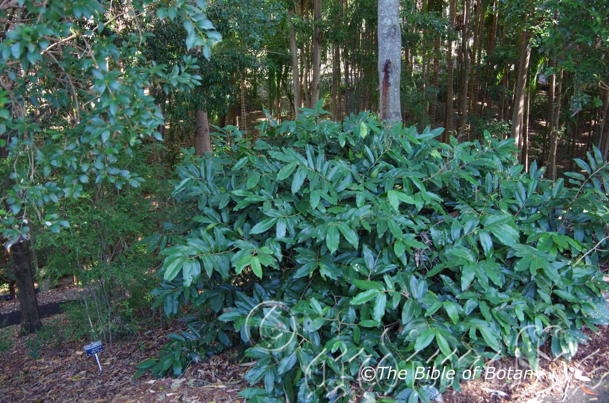 Plant Descriptions – Melicytus dentatus – Myrsine variabilis – The ...