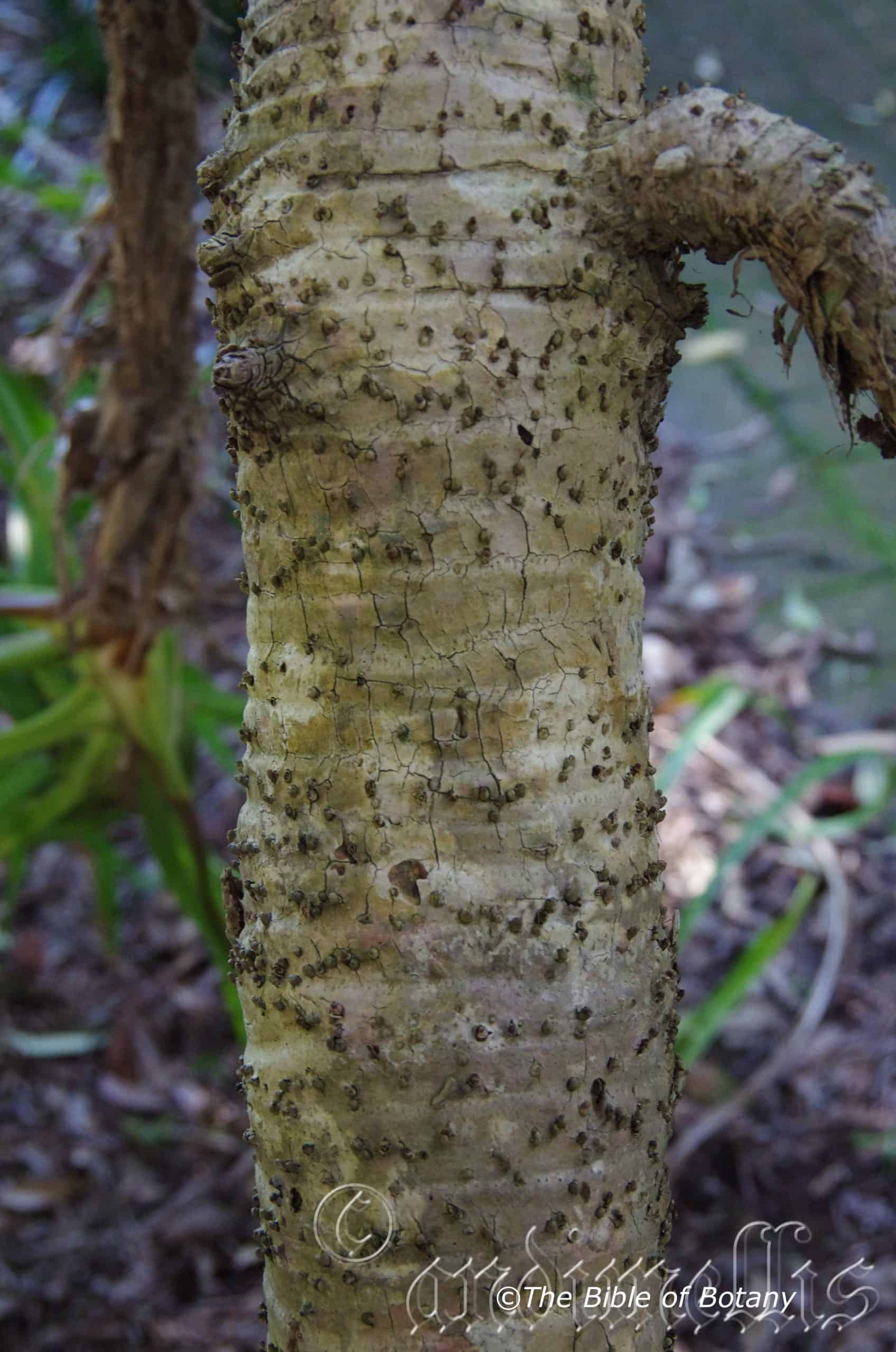 Plant Descriptions – Palmera scandens – Peristeranthus hillii – The ...