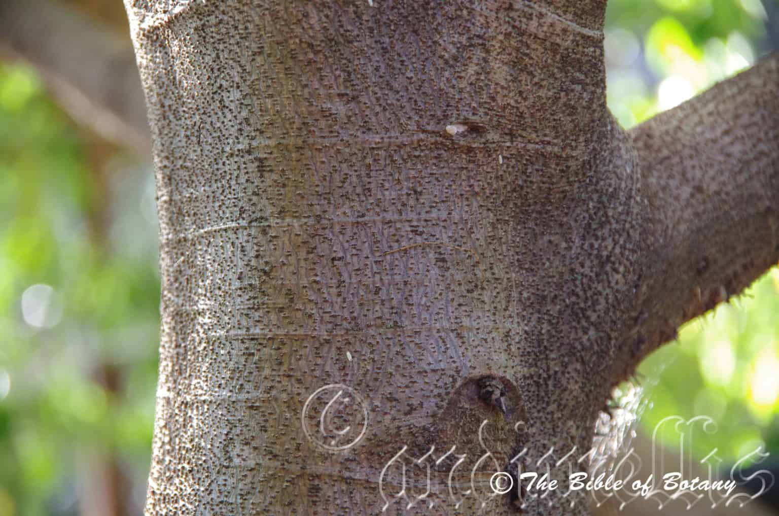 Plant Descriptions – Pipturus argenteus – Polymeria calycina – The ...