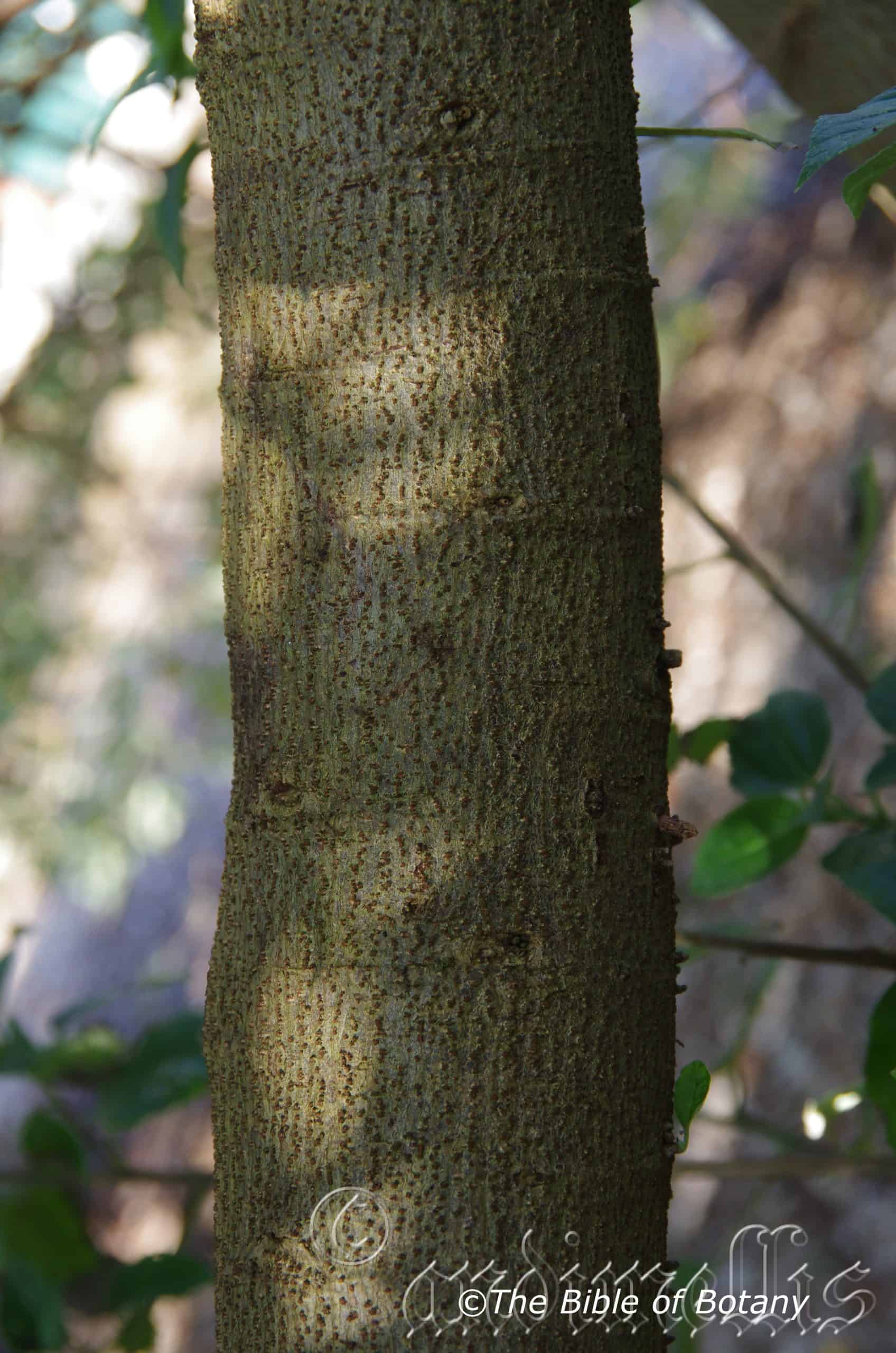 Plant Descriptions – Pipturus argenteus – Polymeria calycina – The ...