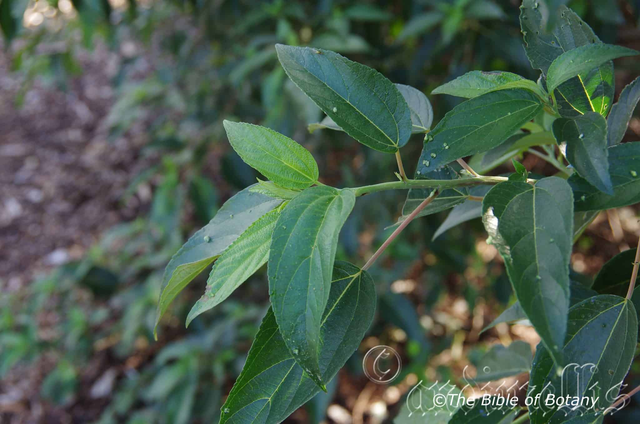 Plant Descriptions – Pipturus argenteus – Polymeria calycina – The ...