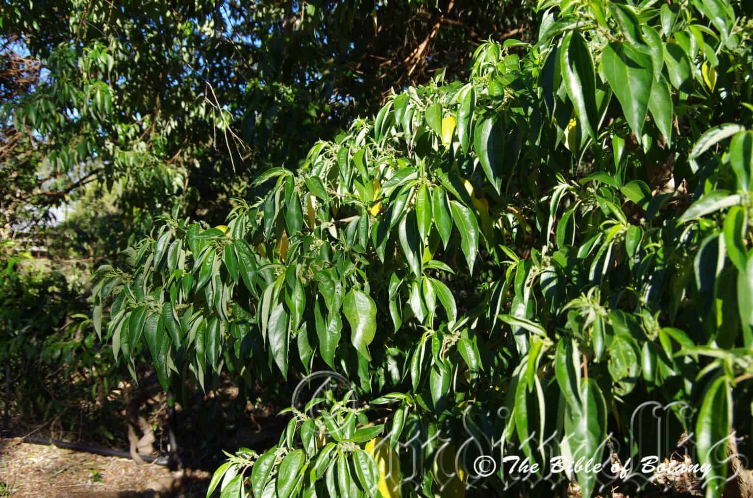 Plant Descriptions – Pipturus argenteus – Polymeria calycina – The ...