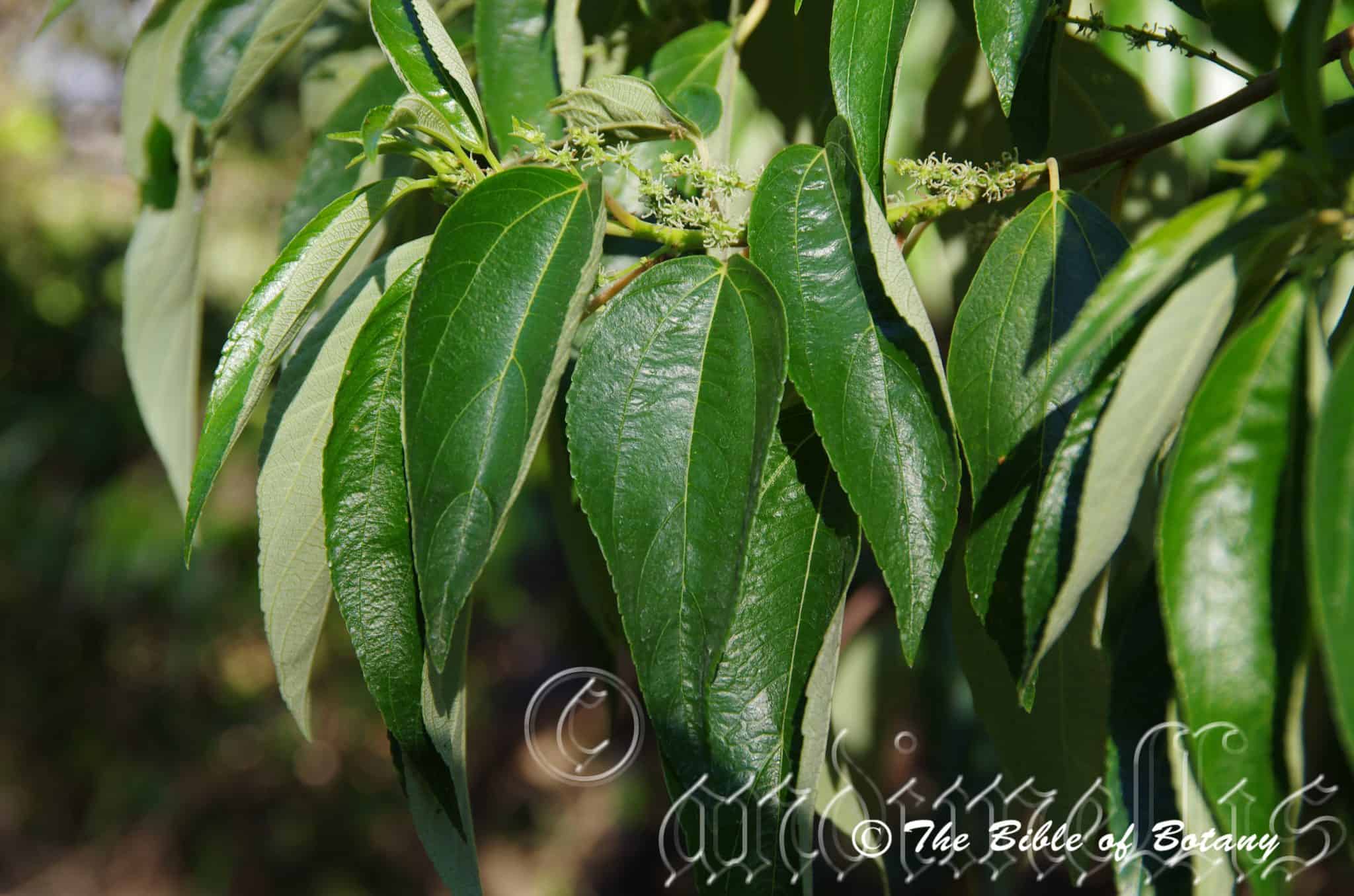 Plant Descriptions – Pipturus argenteus – Polymeria calycina – The ...