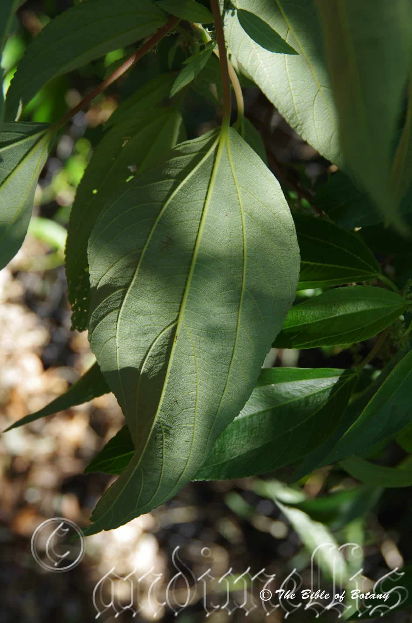 Plant Descriptions – Pipturus argenteus – Polymeria calycina – The ...