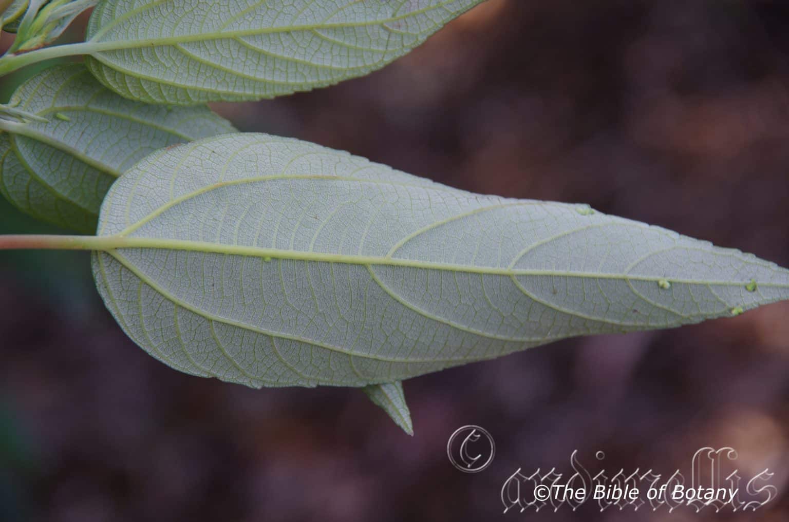 Plant Descriptions – Pipturus argenteus – Polymeria calycina – The ...