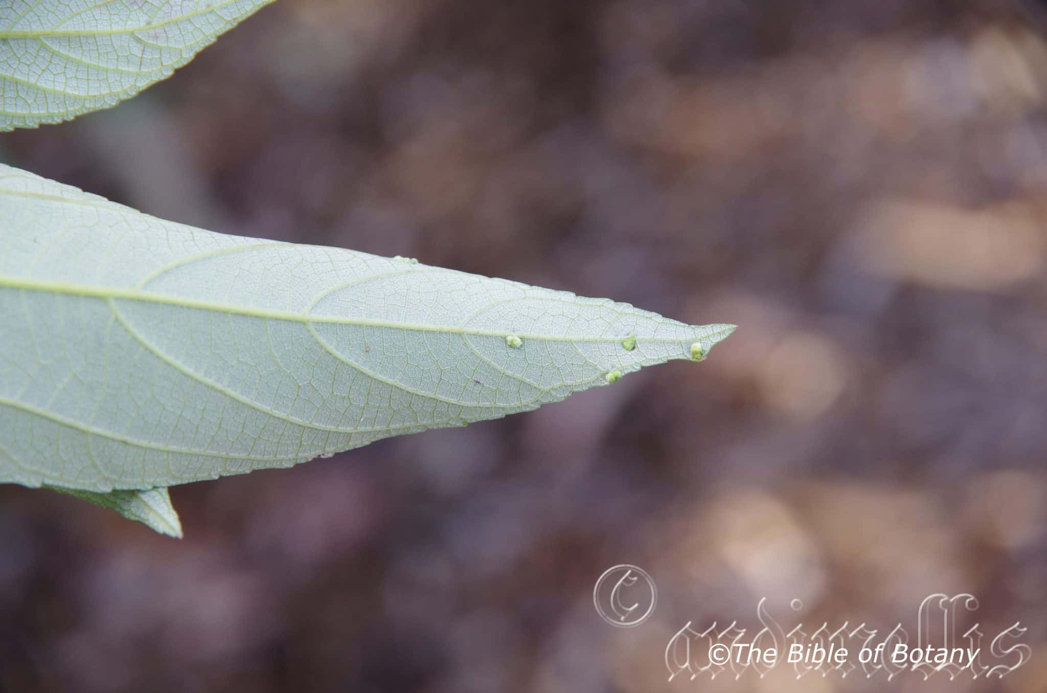 Plant Descriptions – Pipturus argenteus – Polymeria calycina – The ...