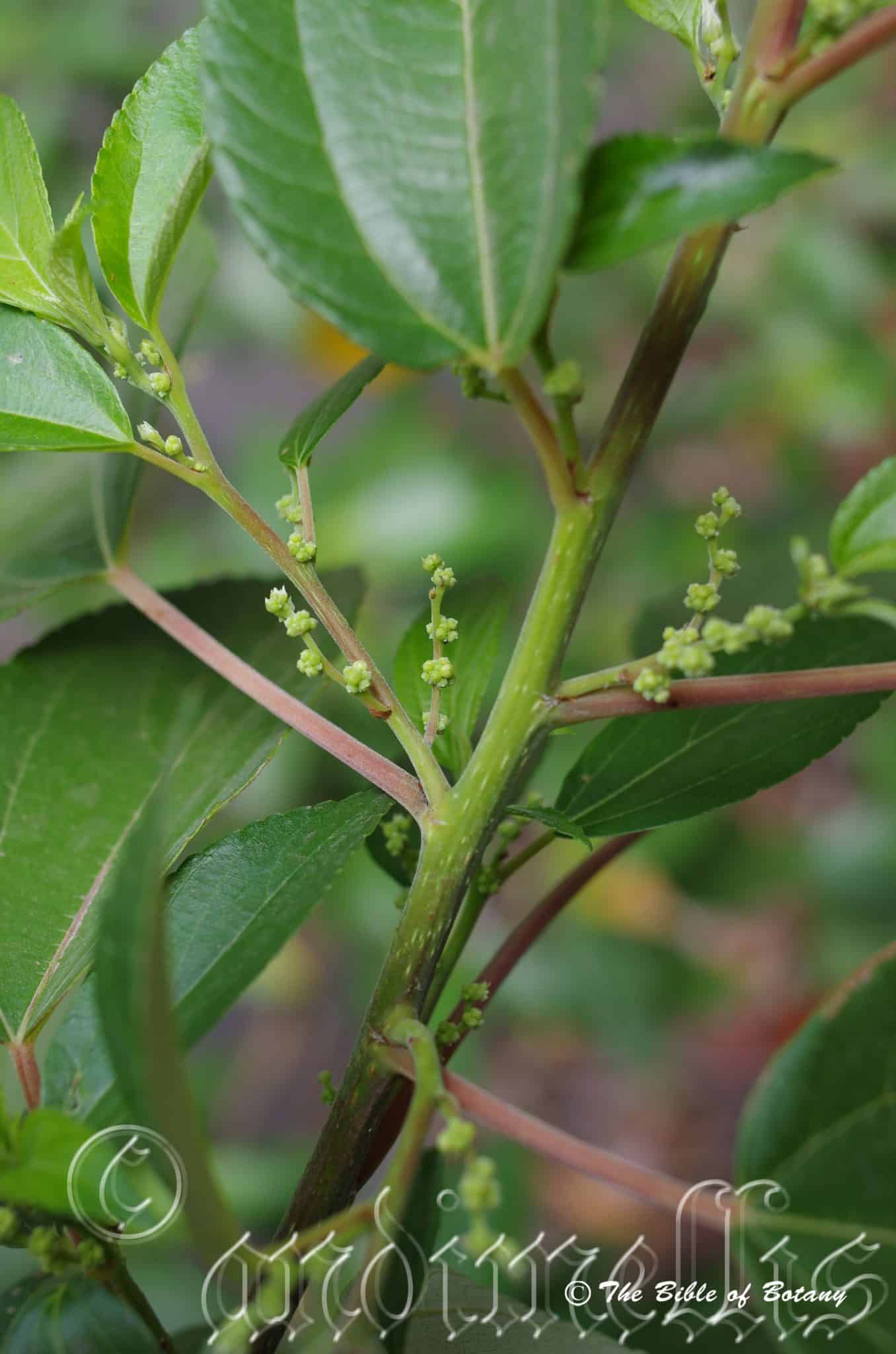 Plant Descriptions – Pipturus argenteus – Polymeria calycina – The ...
