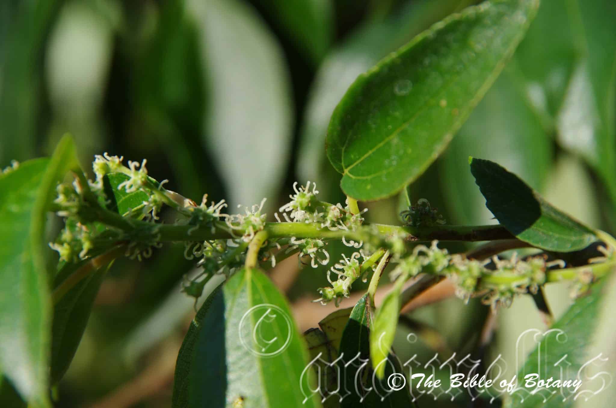 Plant Descriptions – Pipturus argenteus – Polymeria calycina – The ...