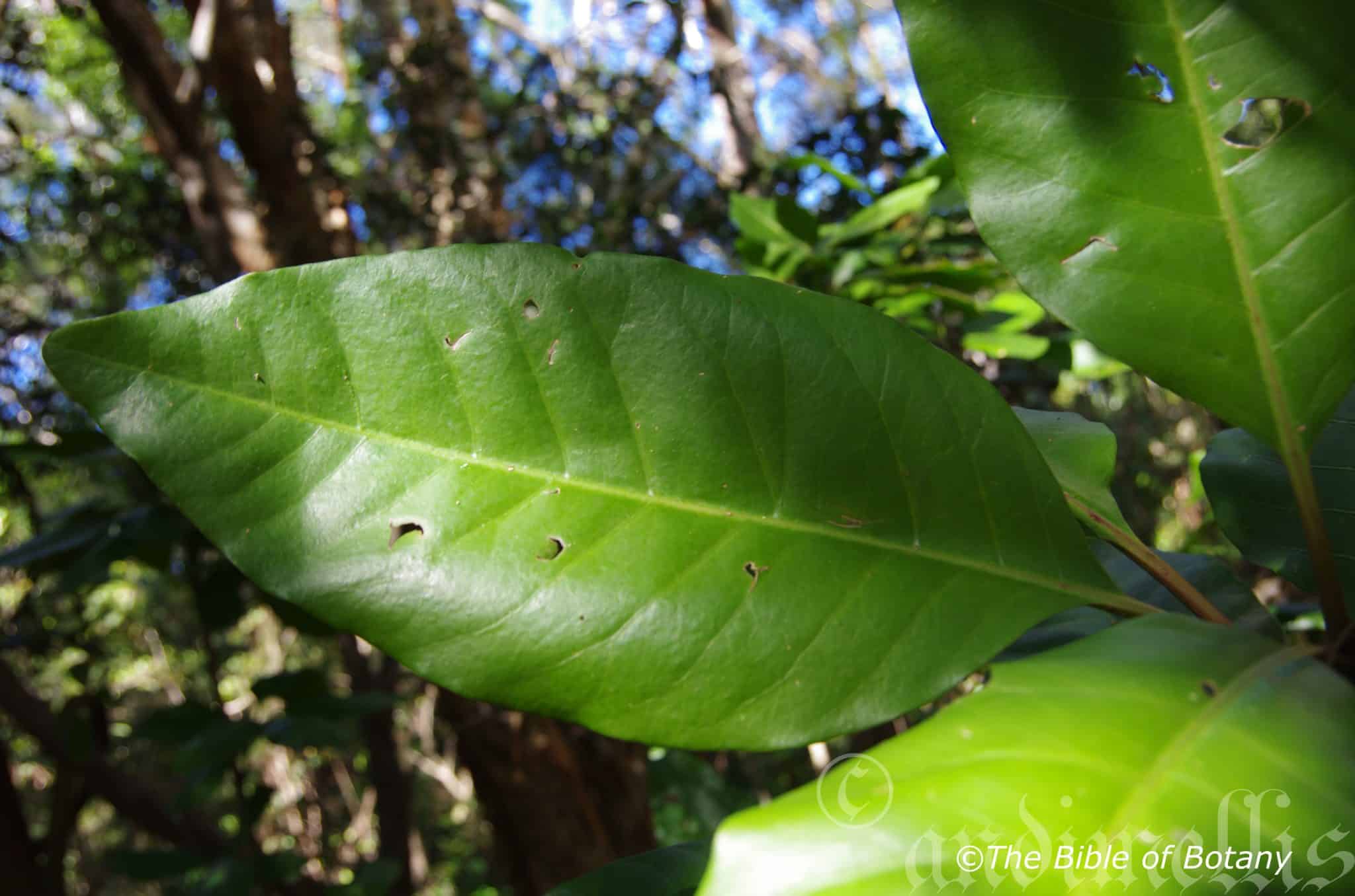 Plant Descriptions – Pipturus argenteus – Polymeria calycina – The ...