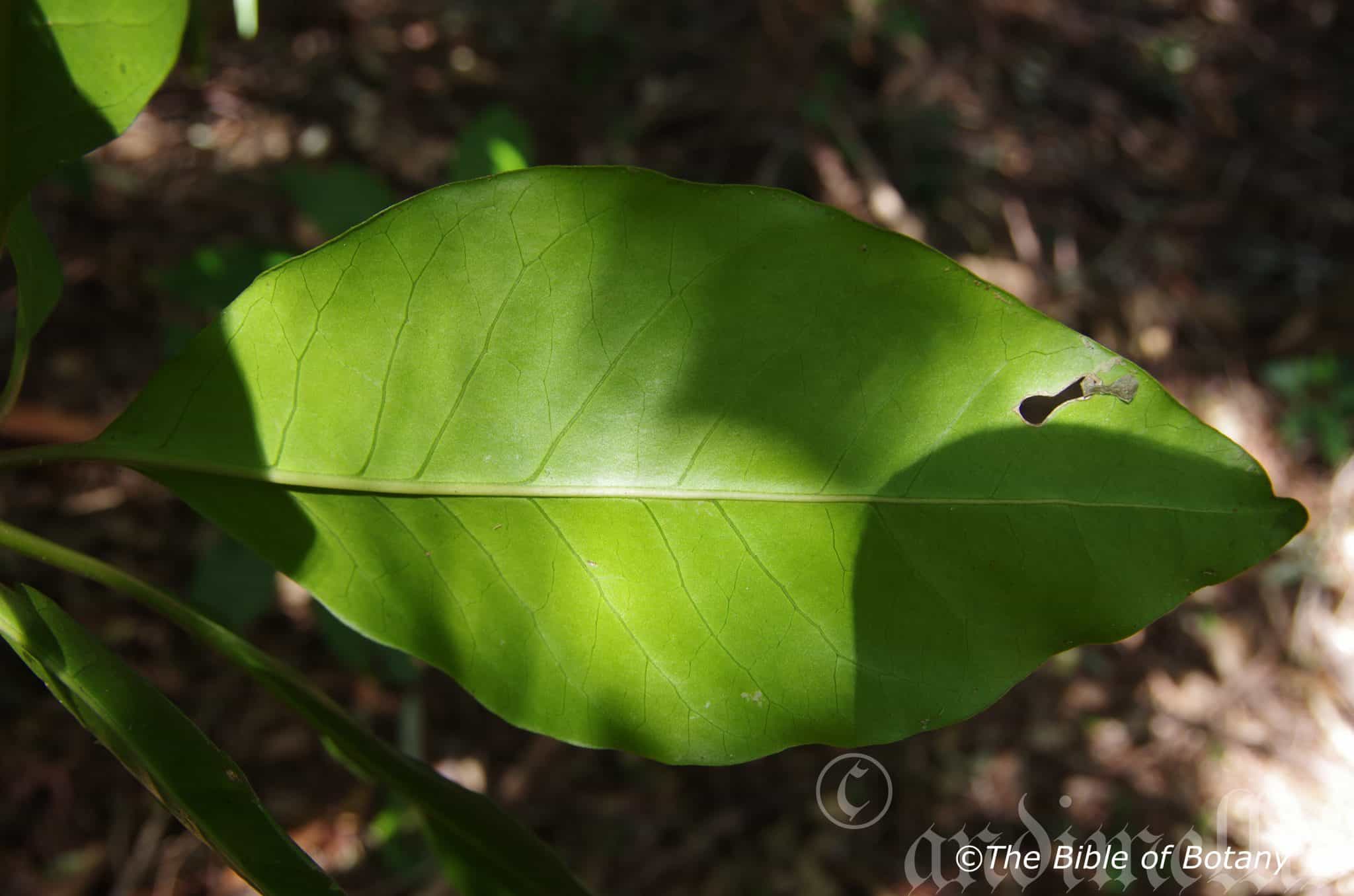 Plant Descriptions – Pipturus argenteus – Polymeria calycina – The ...