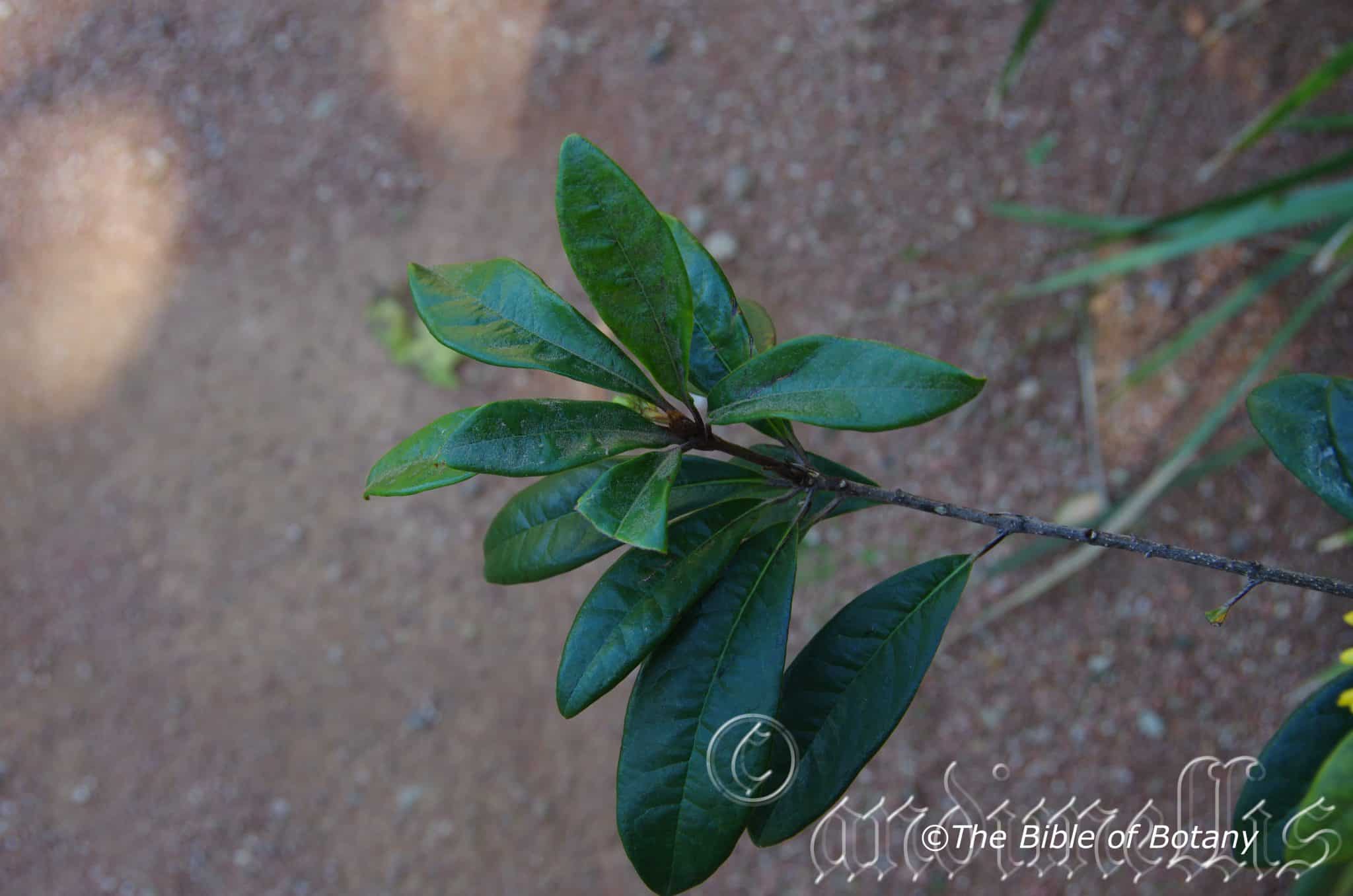 Plant Descriptions – Pipturus argenteus – Polymeria calycina – The ...