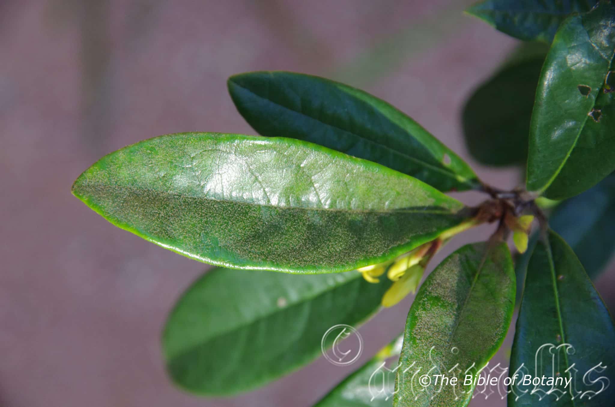 Plant Descriptions – Pipturus argenteus – Polymeria calycina – The ...