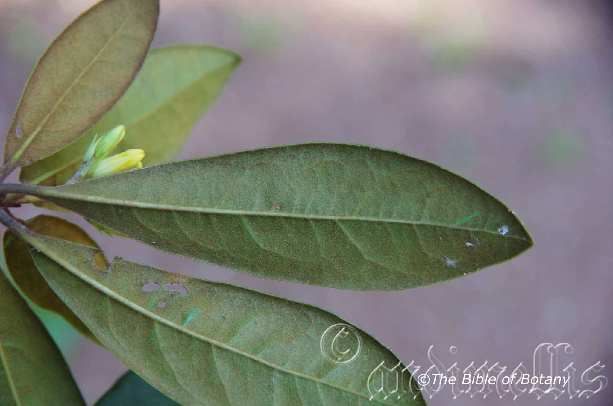 Plant Descriptions – Pipturus argenteus – Polymeria calycina – The ...
