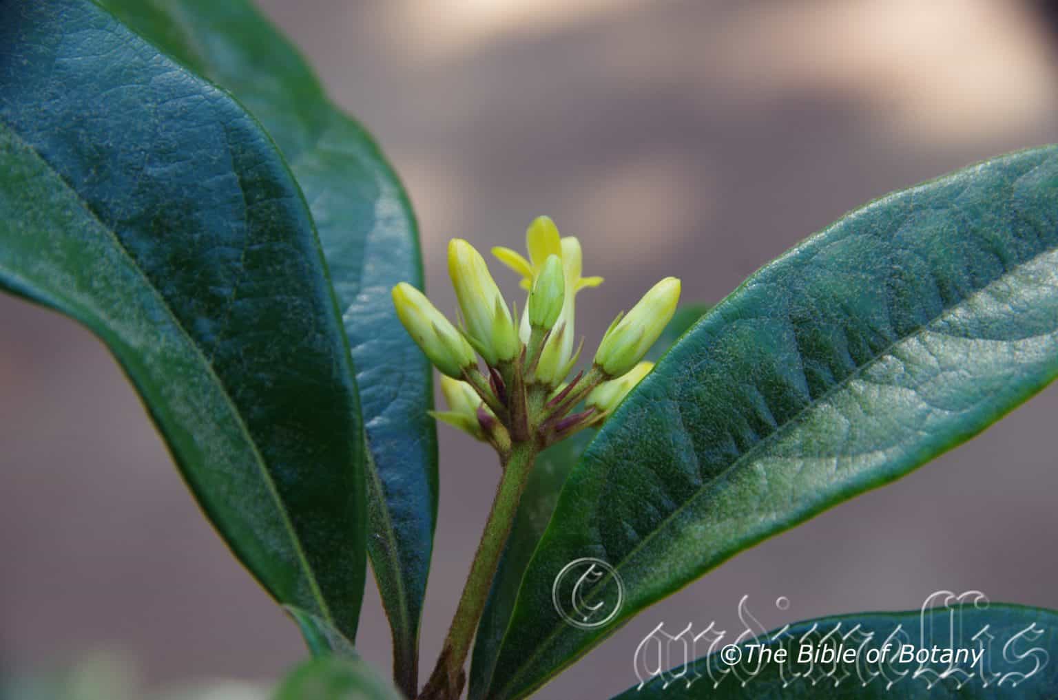 Plant Descriptions – Pipturus argenteus – Polymeria calycina – The ...