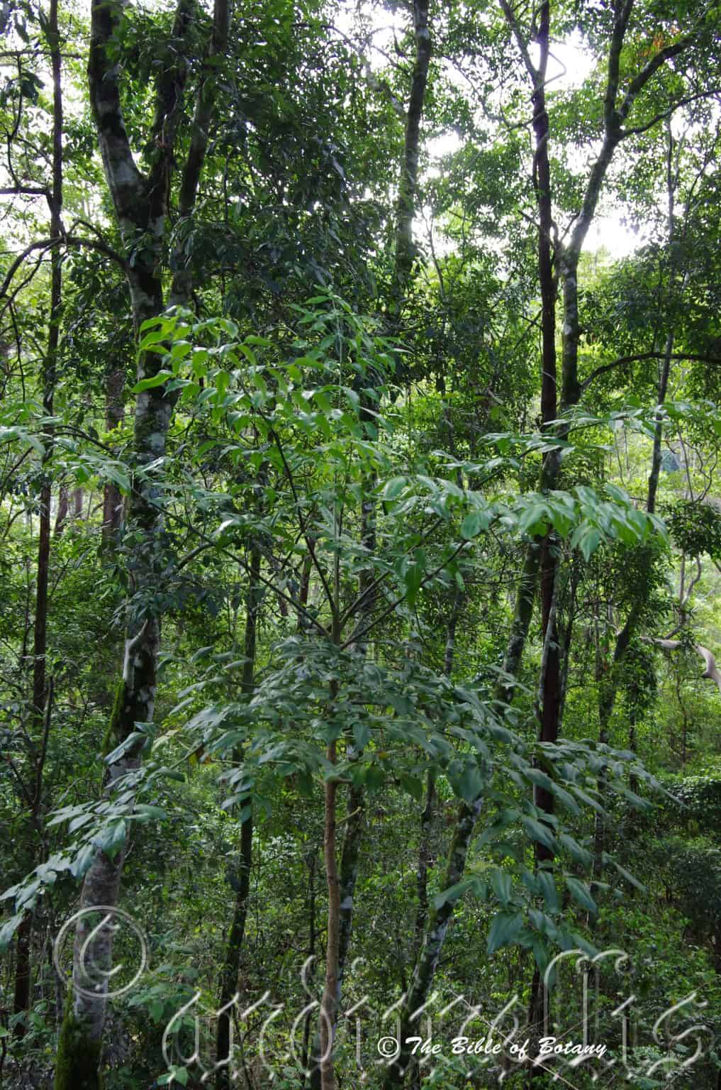 Plant Descriptions – Polyosma cunninghamii – Prumnopitys ladei – The ...