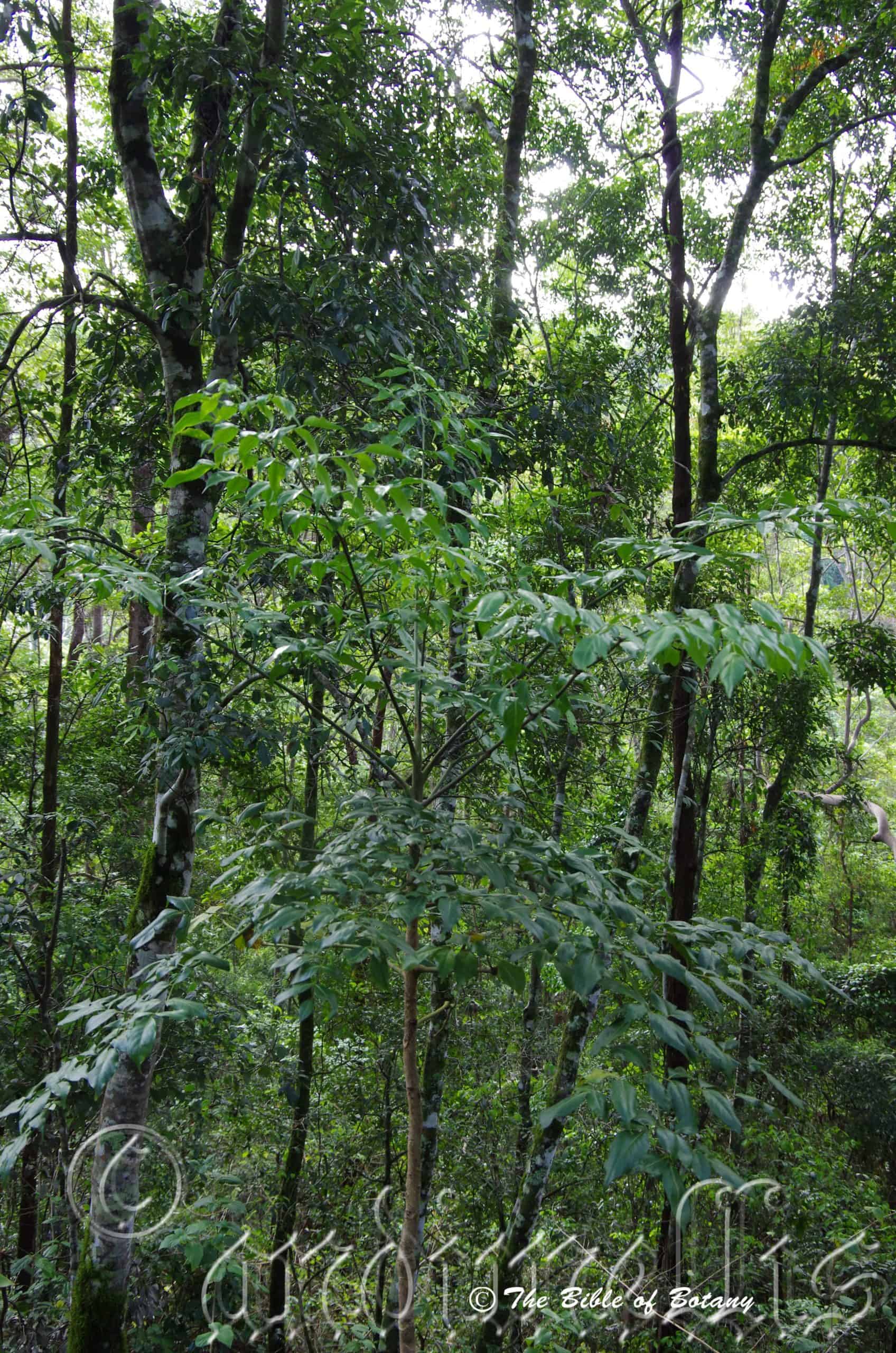 Plant Descriptions – Polyosma cunninghamii – Prumnopitys ladei – The ...