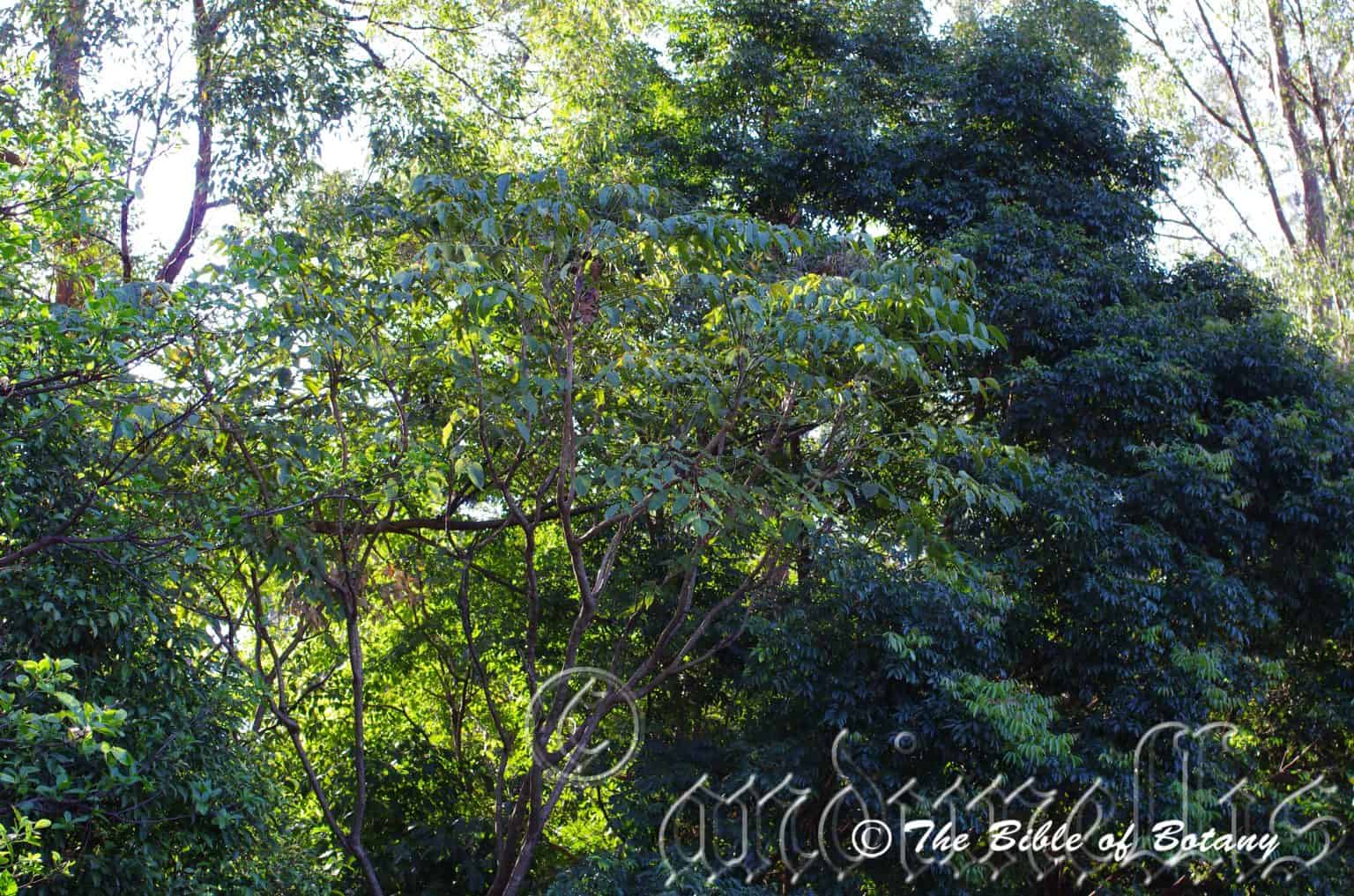 Plant Descriptions – Polyosma cunninghamii – Prumnopitys ladei – The ...