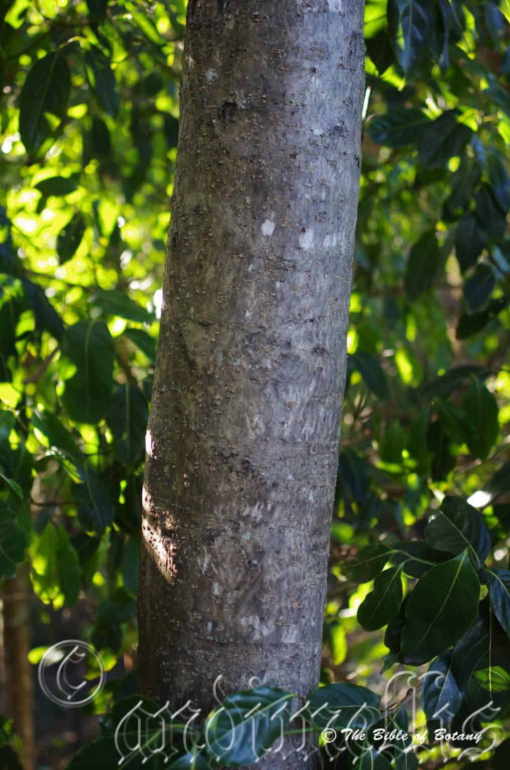 Plant Descriptions – Polyosma cunninghamii – Prumnopitys ladei – The ...