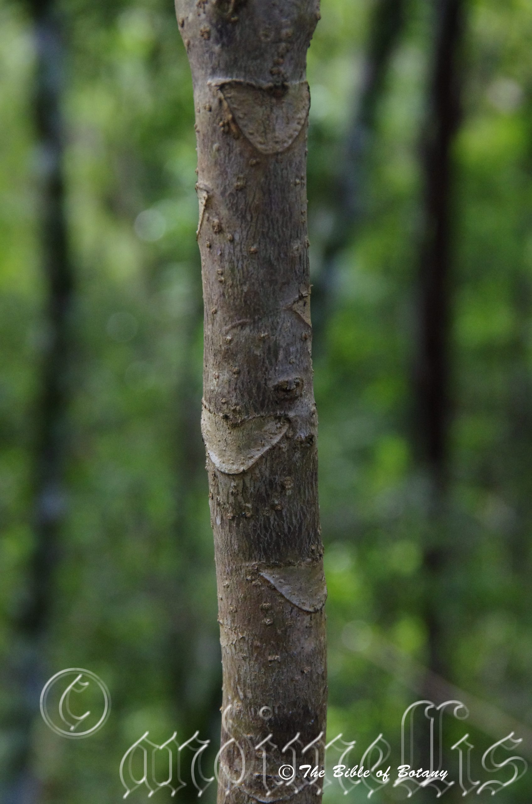 Plant Descriptions – Polyosma cunninghamii – Prumnopitys ladei – The ...