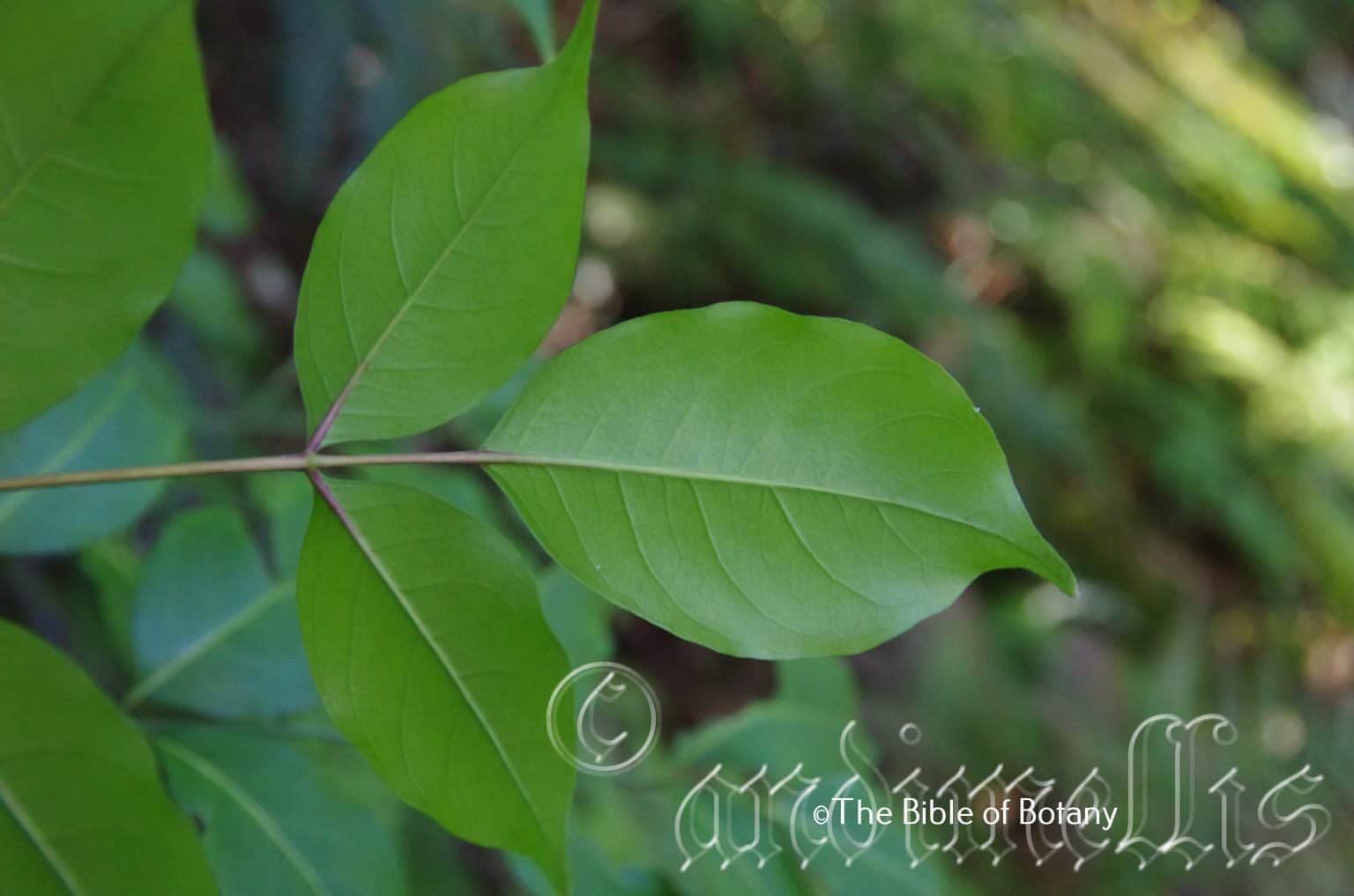 Plant Descriptions – Polyosma cunninghamii – Prumnopitys ladei – The ...