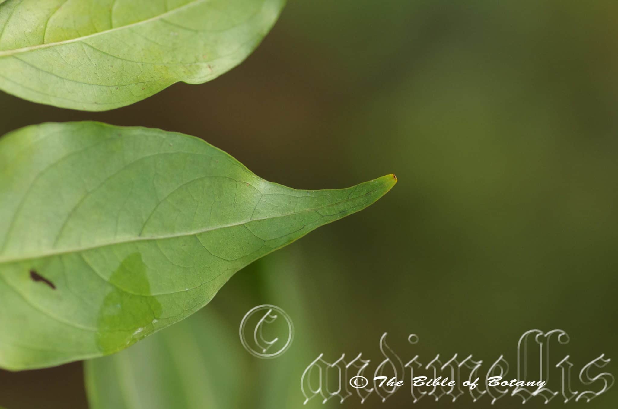 Plant Descriptions – Polyosma cunninghamii – Prumnopitys ladei – The ...