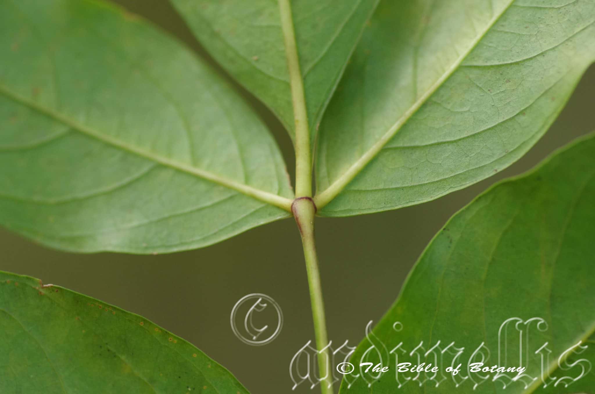 Plant Descriptions – Polyosma cunninghamii – Prumnopitys ladei – The ...
