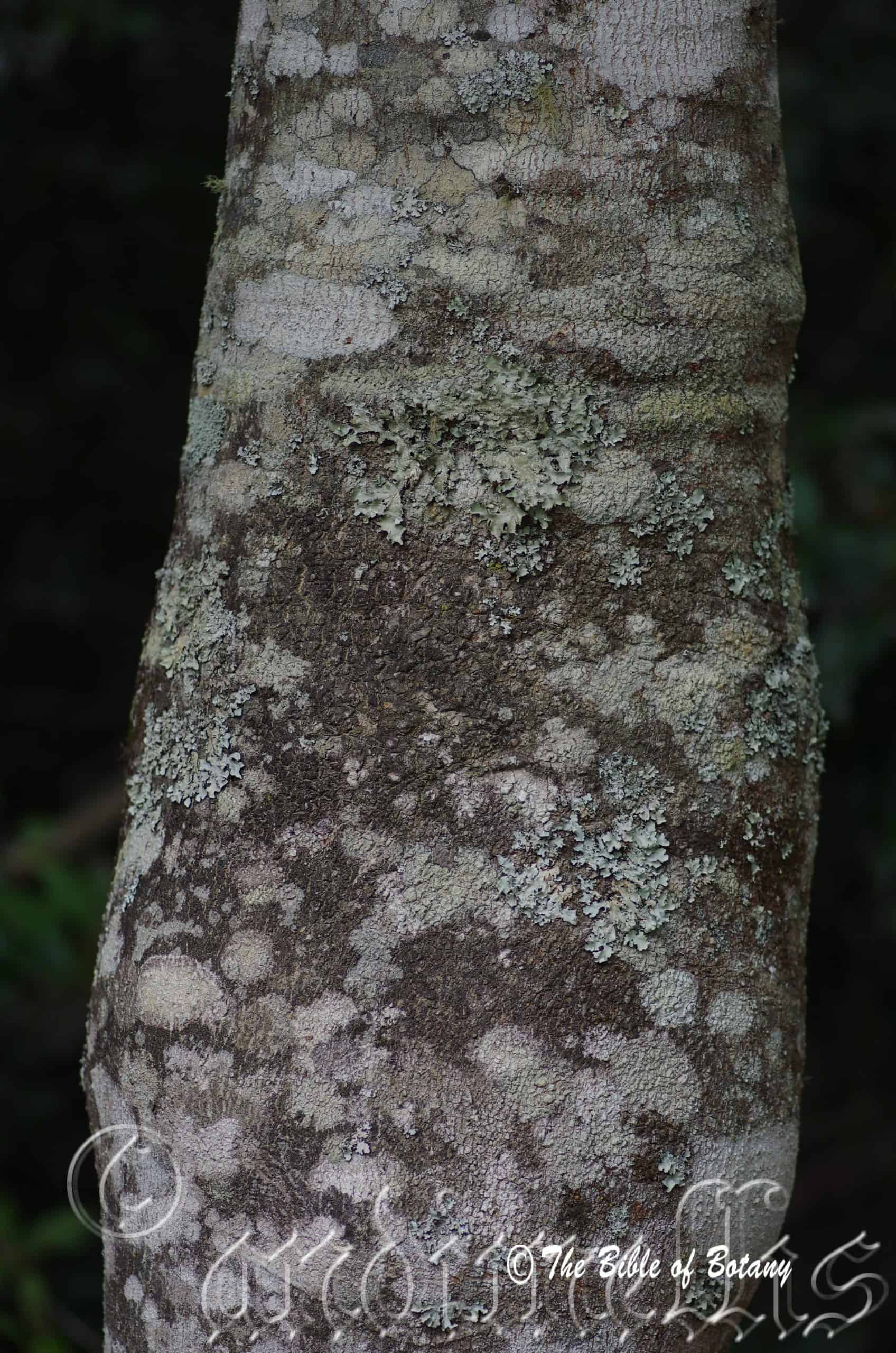 Plant Descriptions – Polyosma cunninghamii – Prumnopitys ladei – The ...