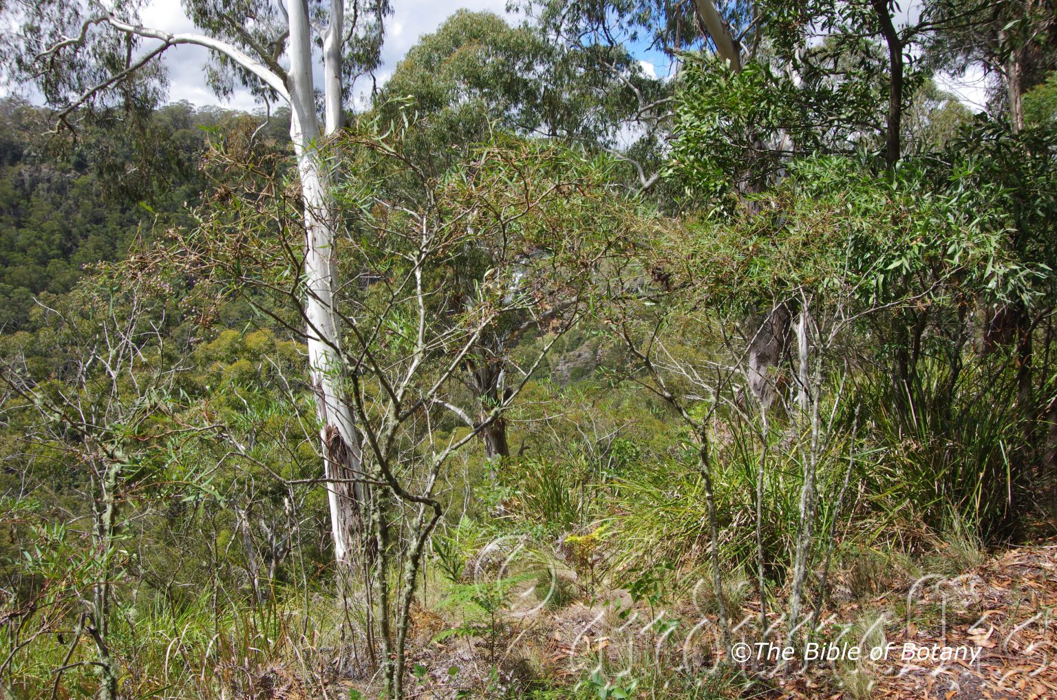 Plant Descriptions – Polyosma cunninghamii – Prumnopitys ladei – The ...