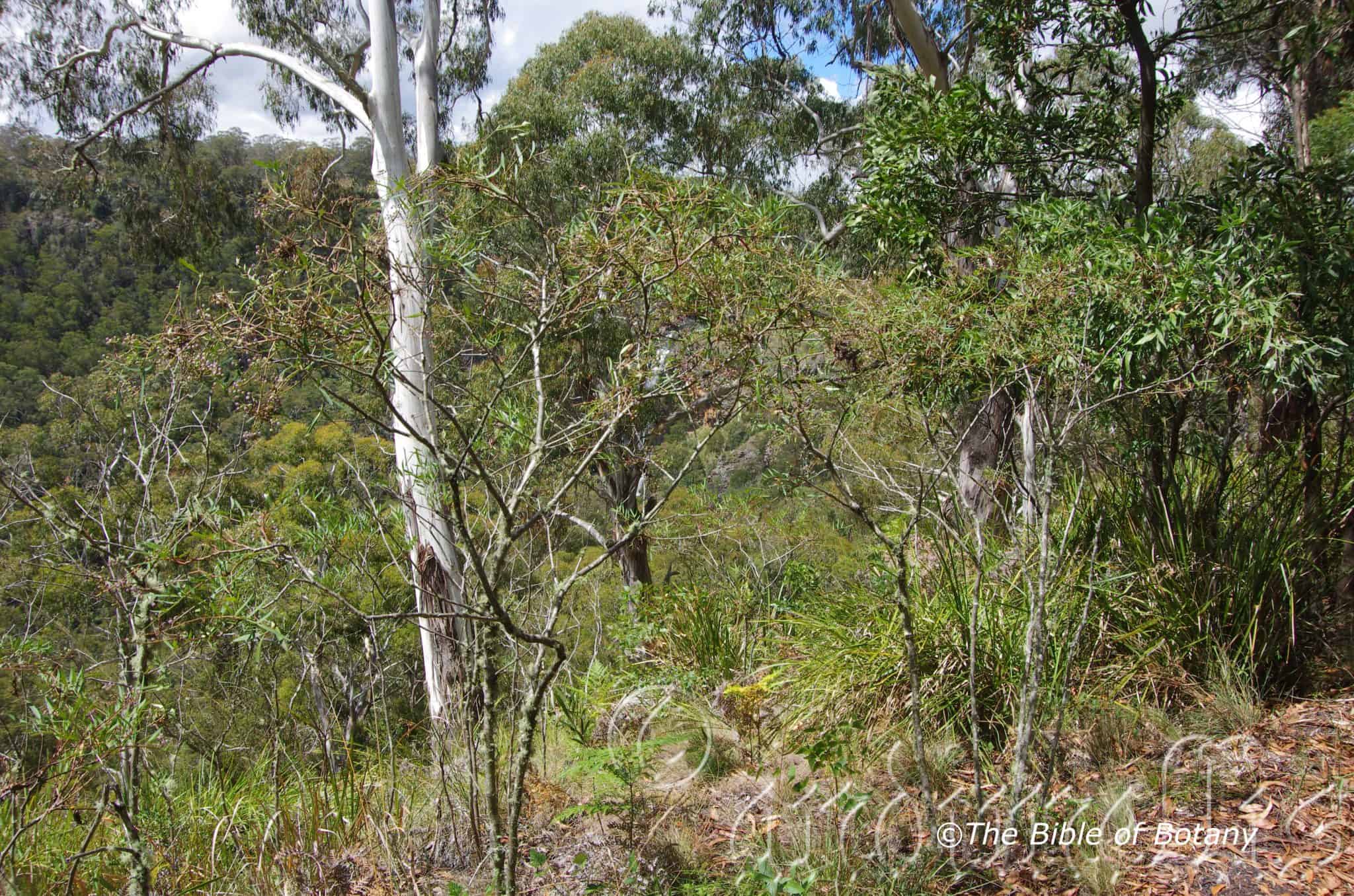 Plant Descriptions – Polyosma cunninghamii – Prumnopitys ladei – The ...