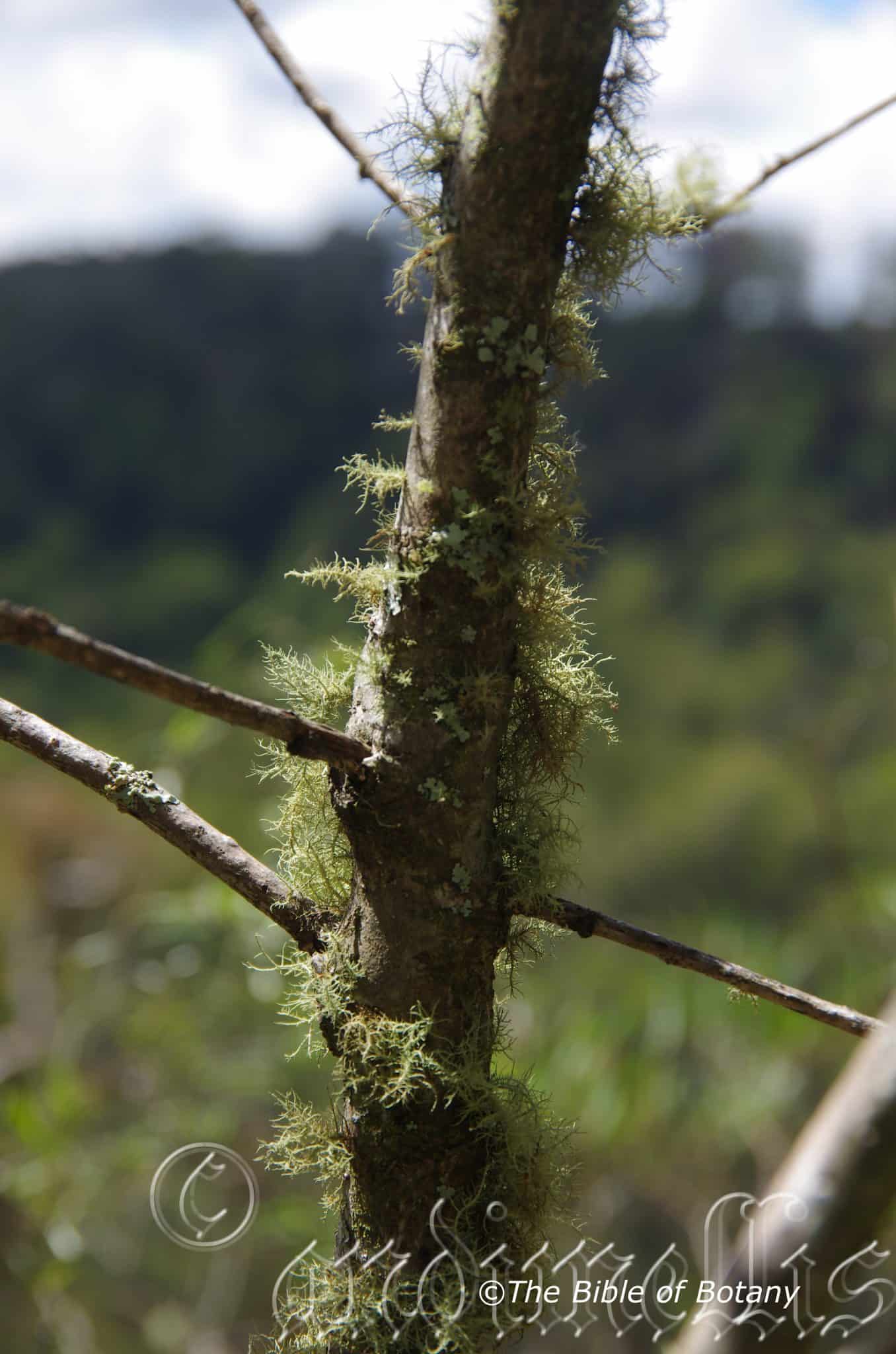 Plant Descriptions – Polyosma cunninghamii – Prumnopitys ladei – The ...