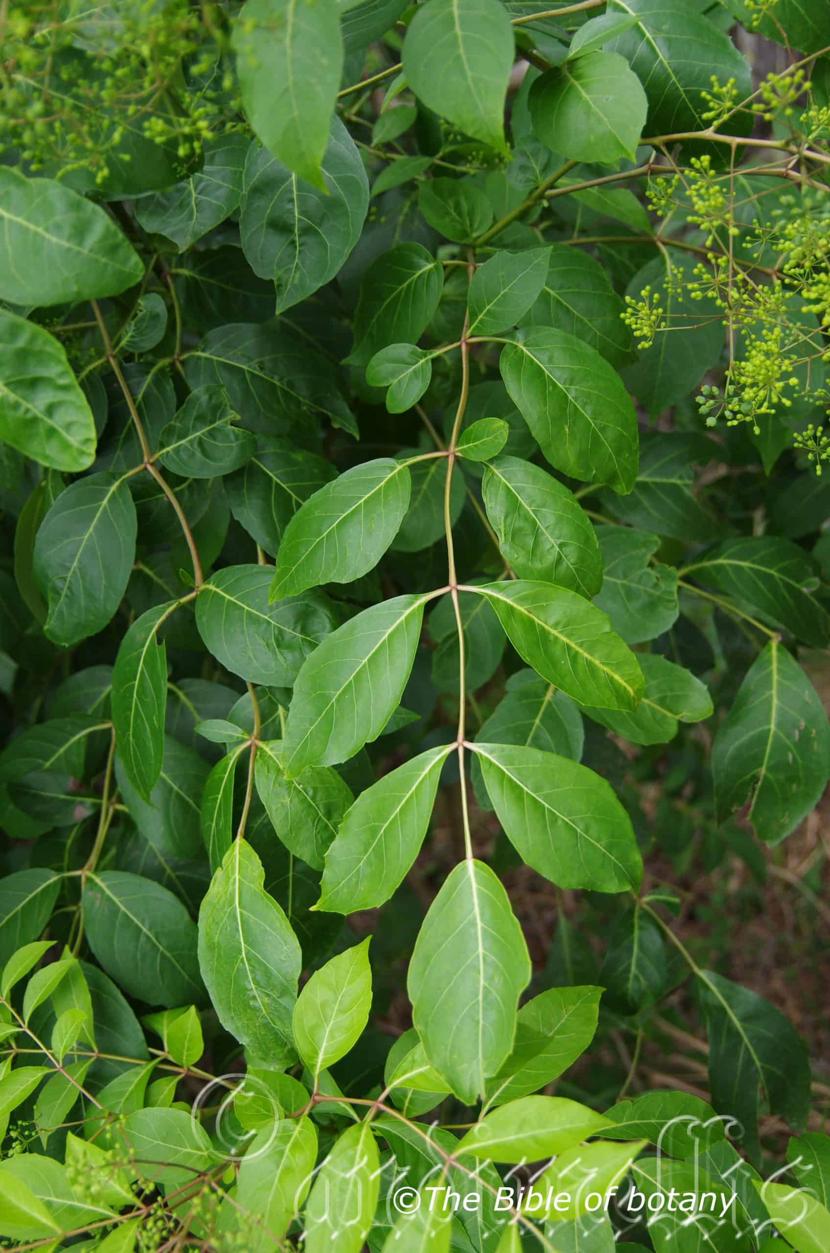 Plant Descriptions – Polyosma cunninghamii – Prumnopitys ladei – The ...