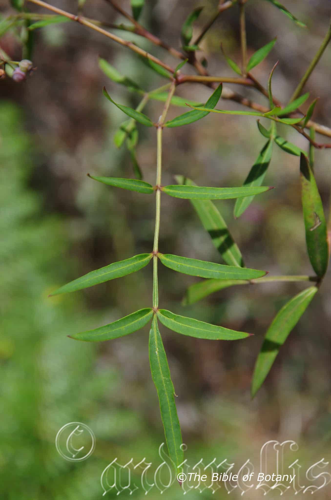Plant Descriptions – Polyosma cunninghamii – Prumnopitys ladei – The ...