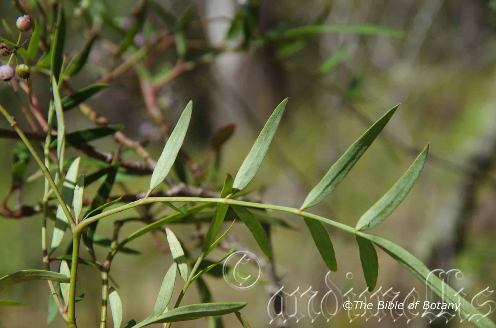 Plant Descriptions – Polyosma cunninghamii – Prumnopitys ladei – The ...