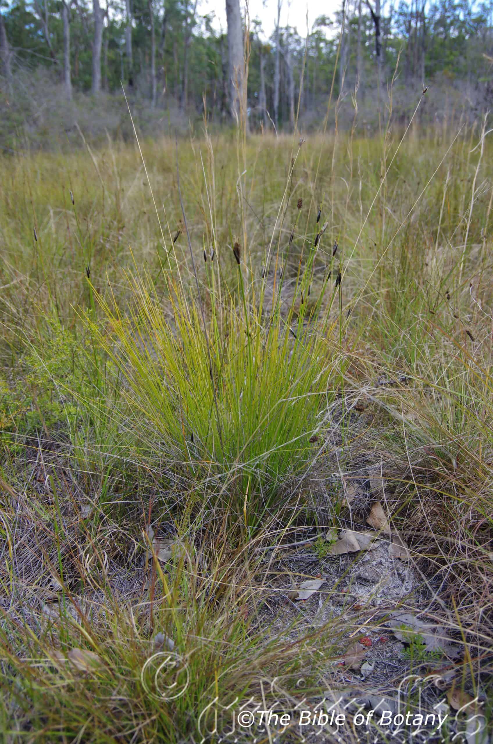 Plant Descriptions – Ptilothrix deusta – Pyrrosia rupestris – The Bible ...