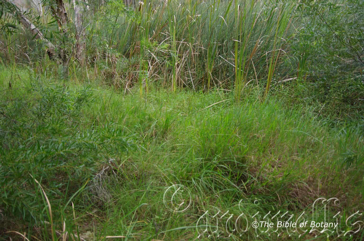 Plant Descriptions – Sacciolepis indica – Schoenoplectus validus – The ...