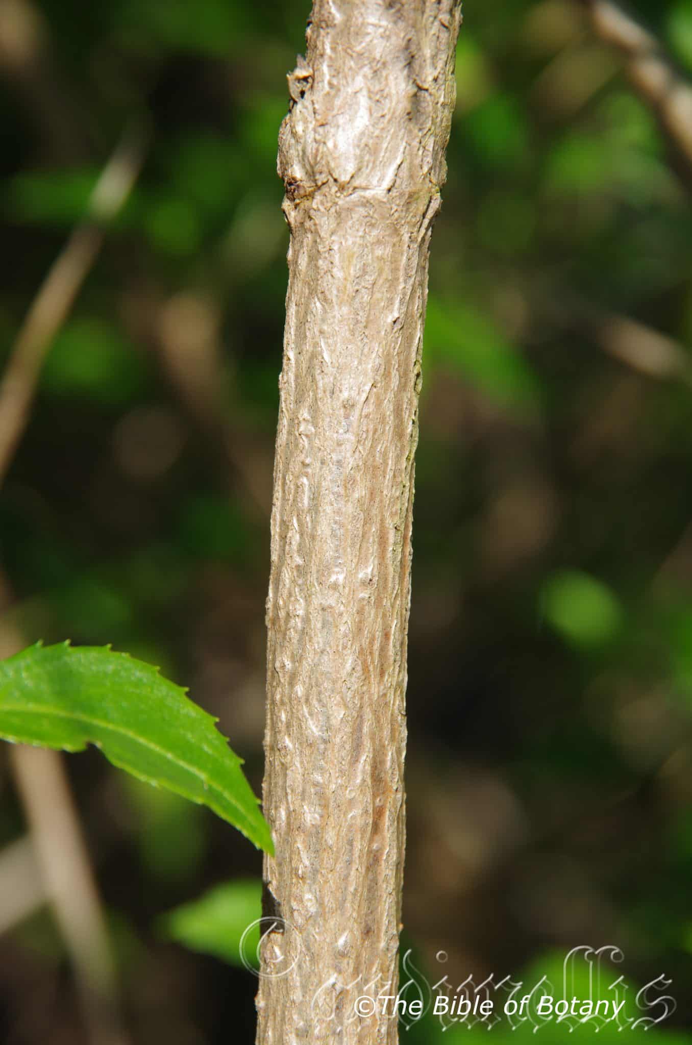 Plant Descriptions – Sacciolepis indica – Schoenoplectus validus – The ...