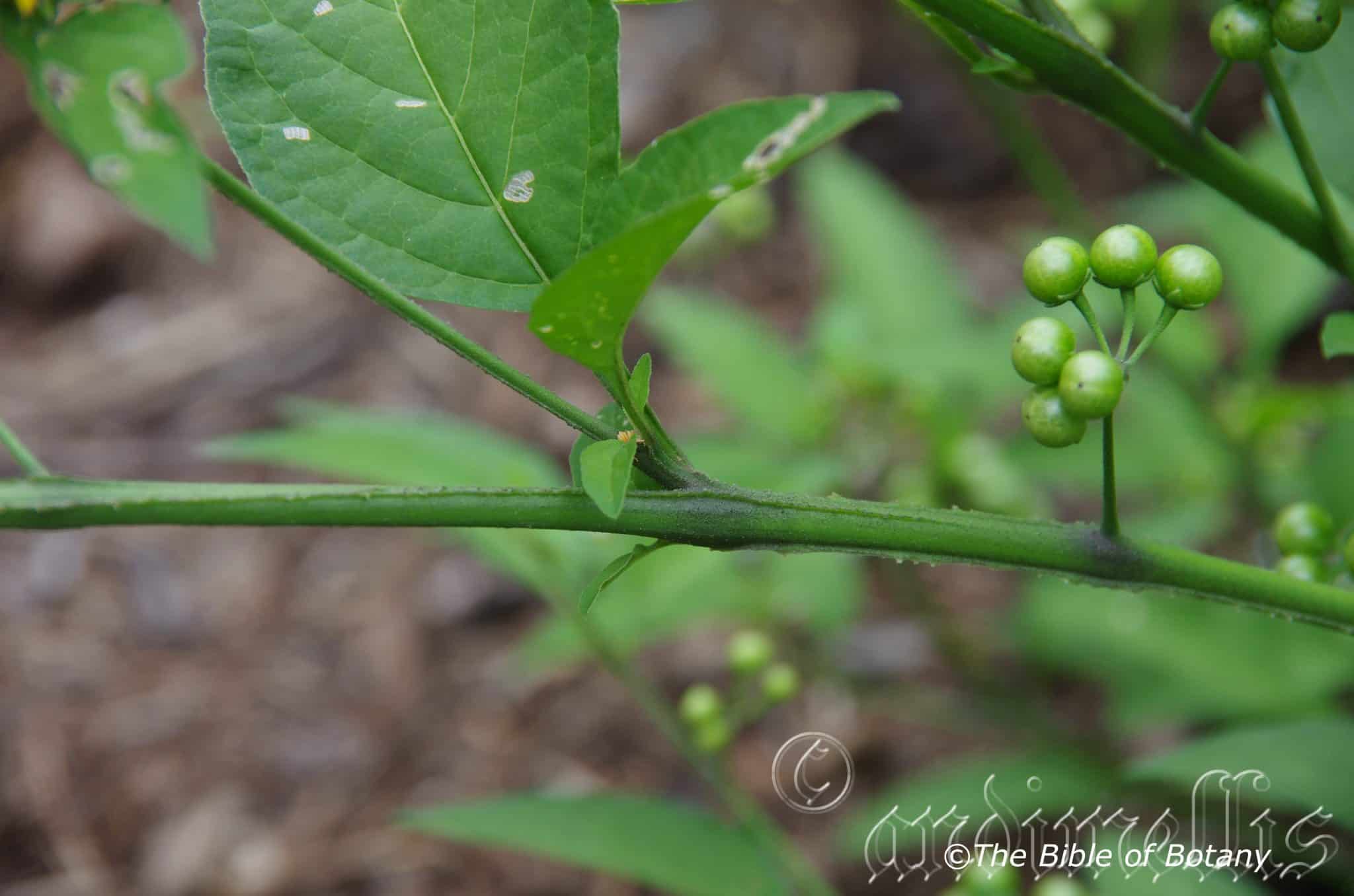 Plant Descriptions -Solanum americanum – Stackhousia viminea – The ...