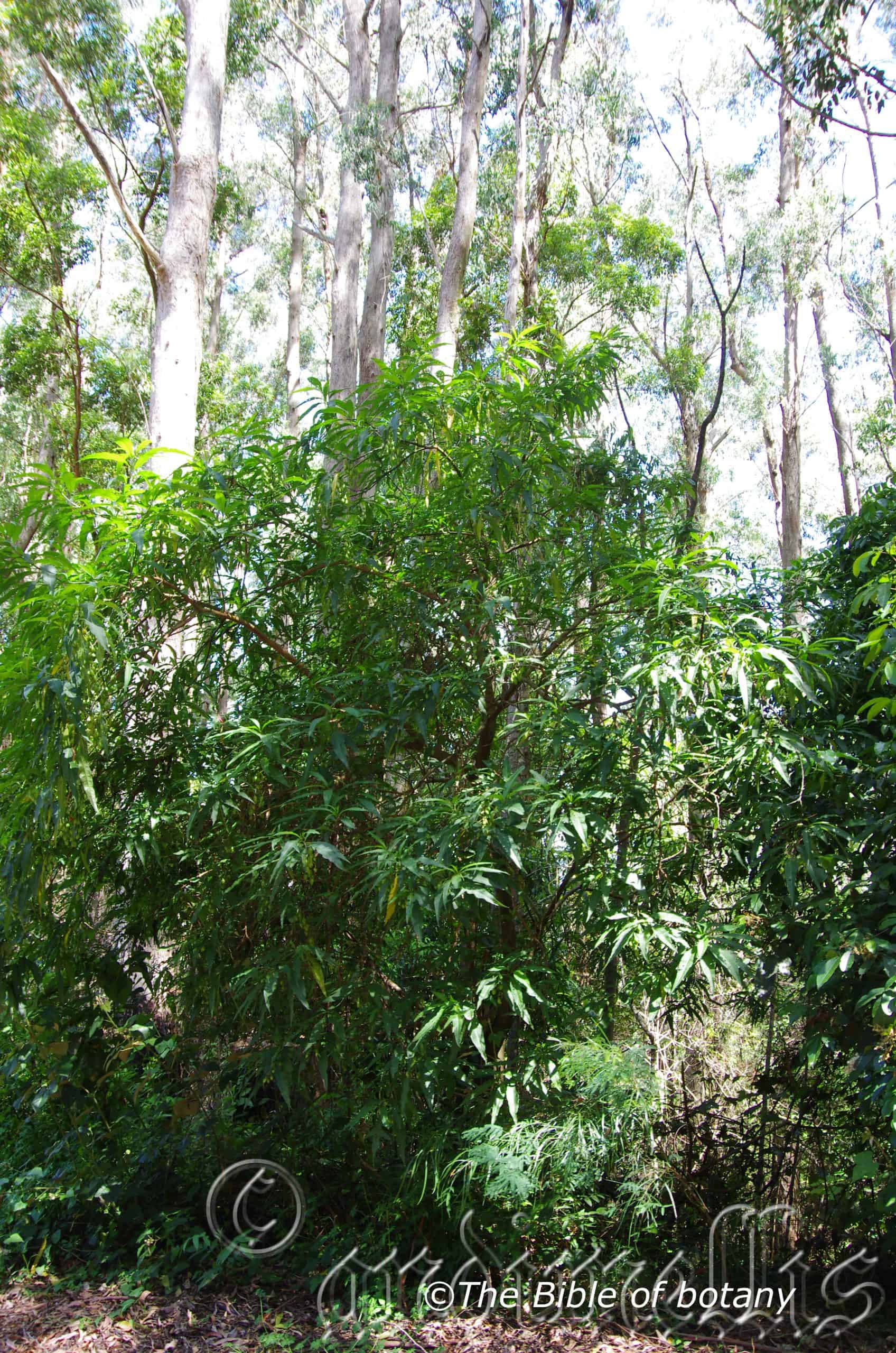 Plant Descriptions -Solanum americanum – Stackhousia viminea – The ...