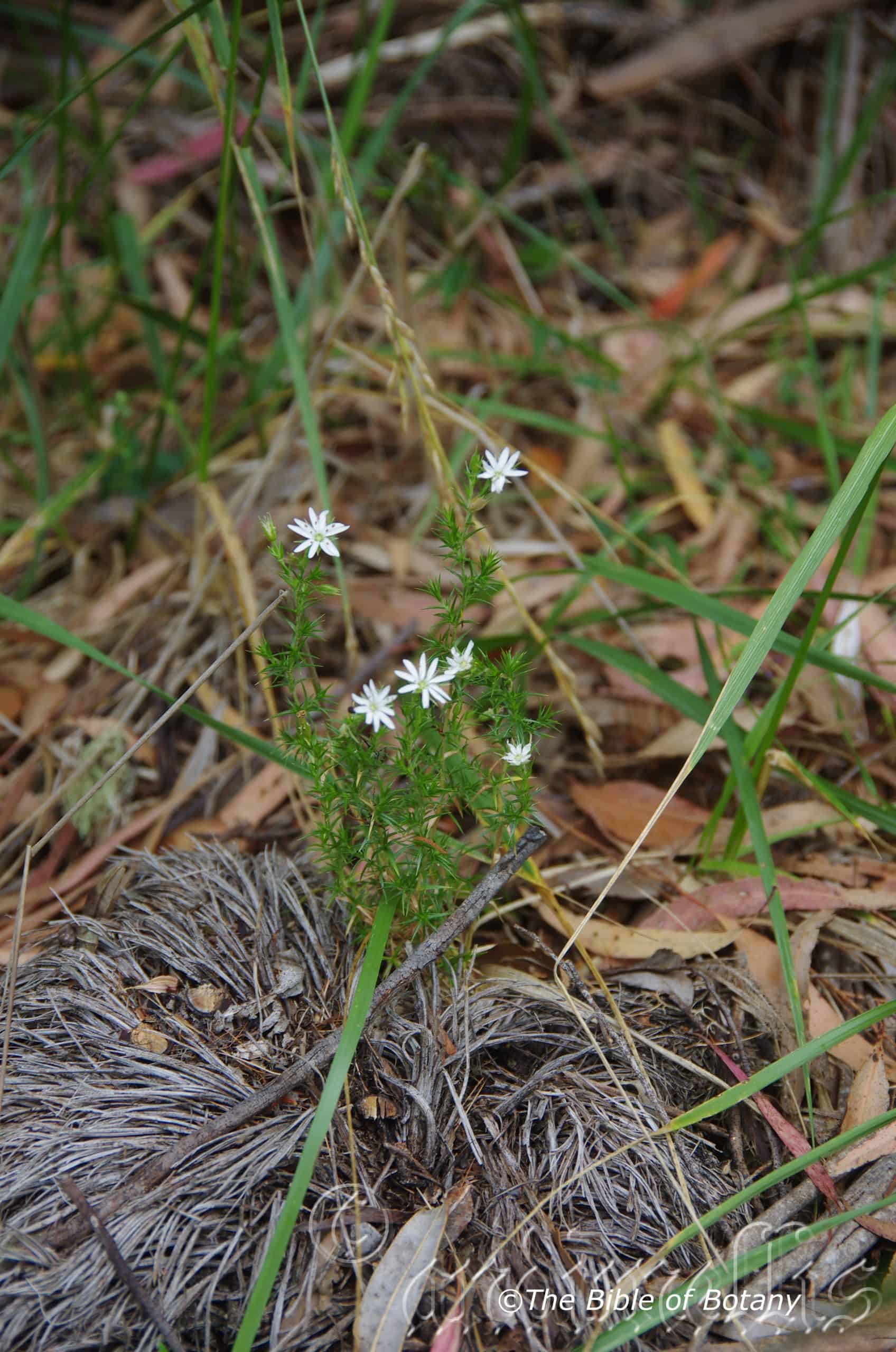 Plant Descriptions – Stellaria angustifolia – Syzygium wilsonii – The ...