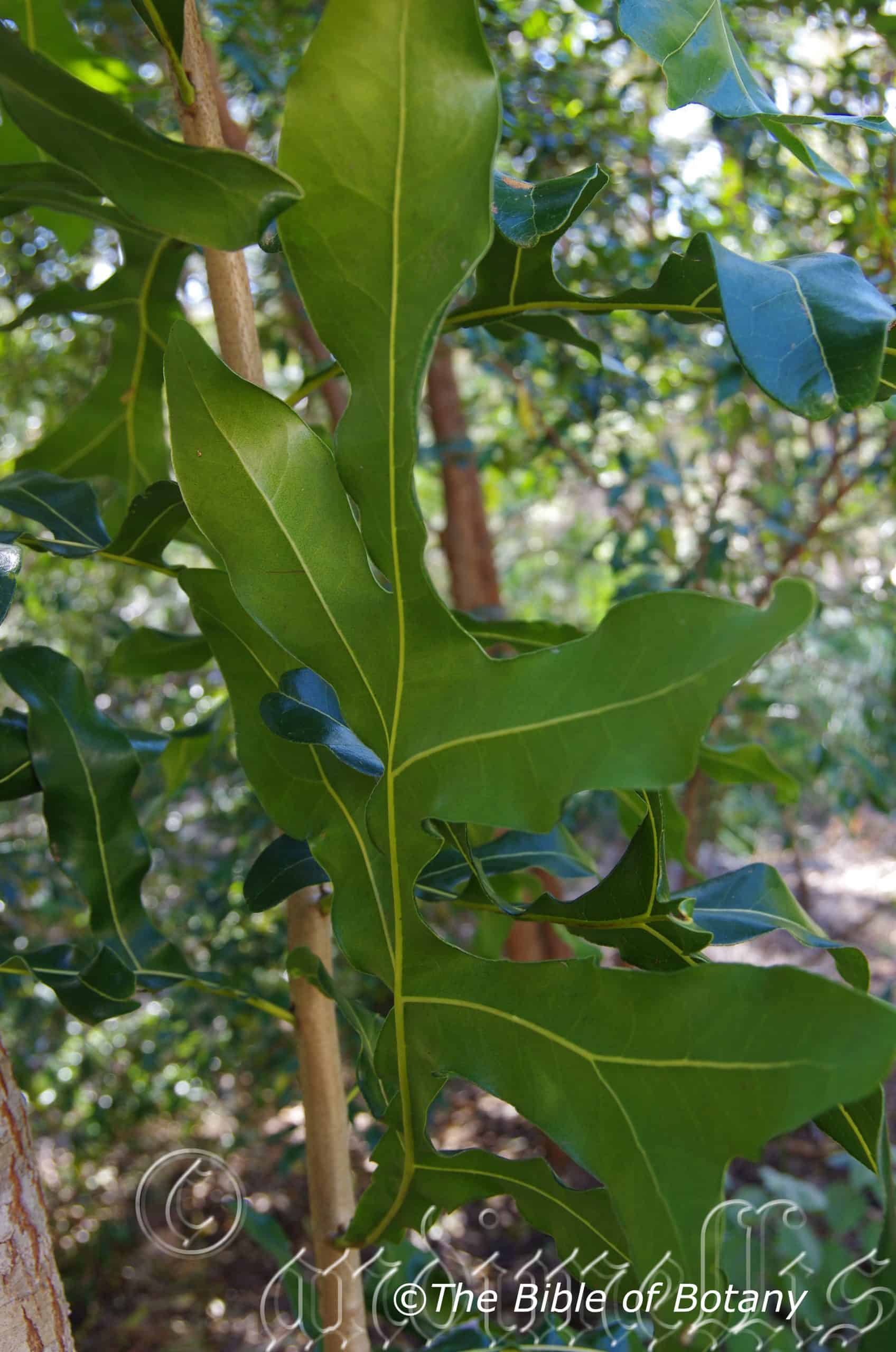 Plant Descriptions – Stellaria angustifolia – Syzygium wilsonii – The ...