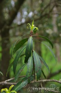 Plant Descriptions – Tabernaemontana pandacaqui – Thespesia ...