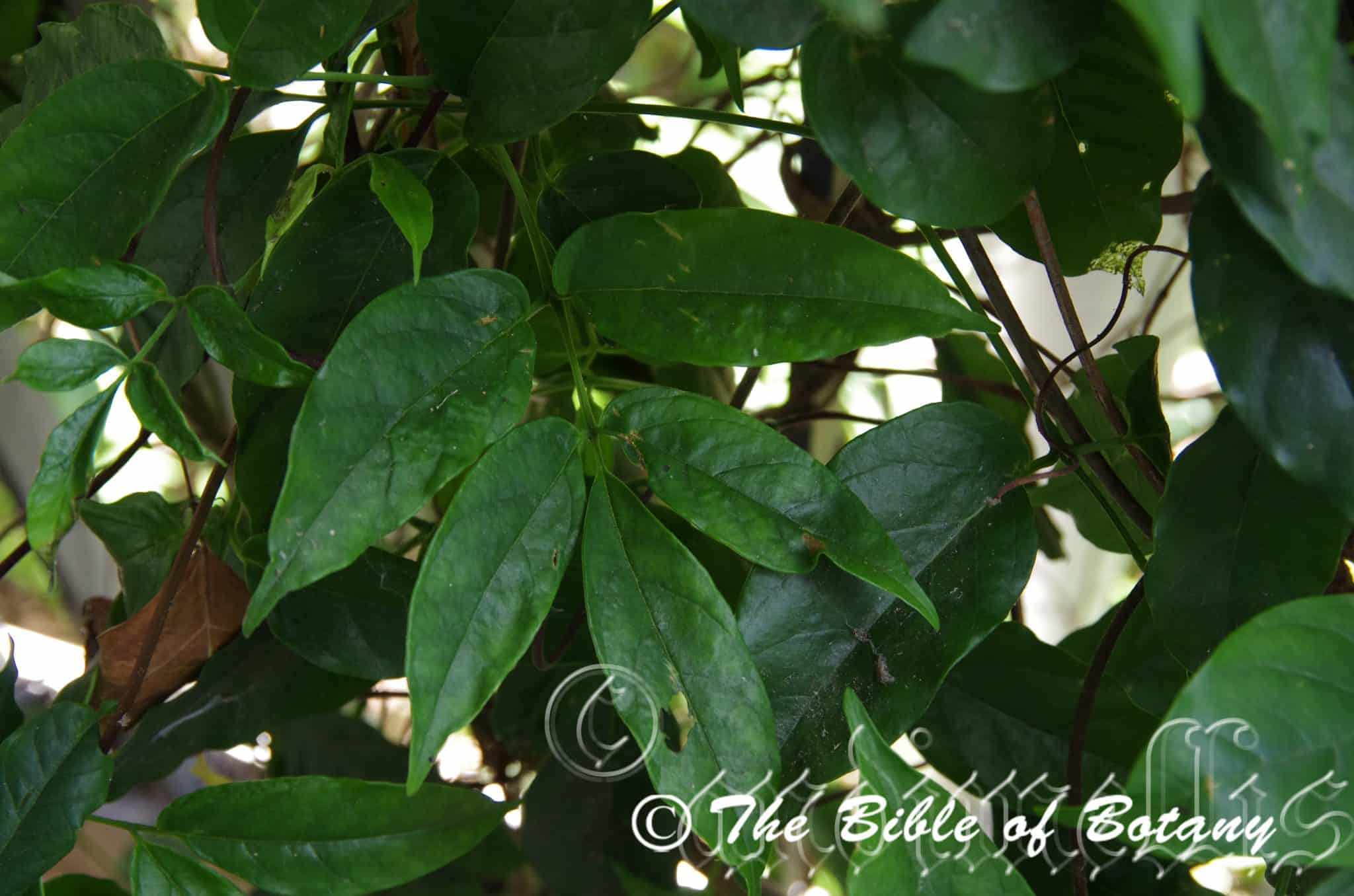 Plant Descriptions – Tabernaemontana pandacaqui – Thespesia ...