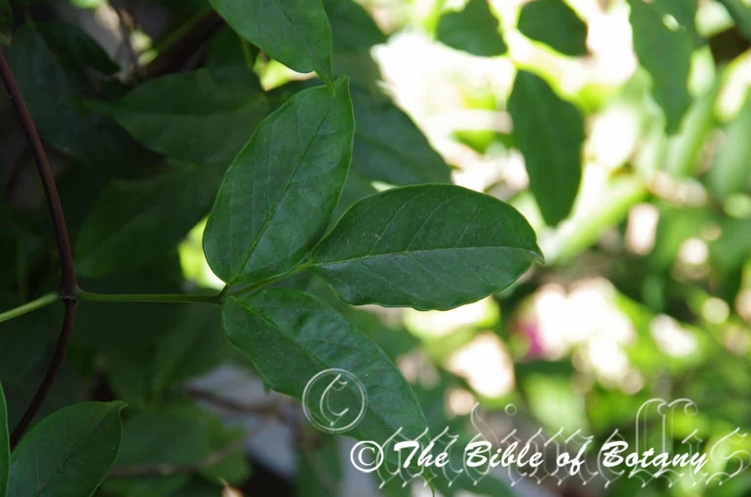 Plant Descriptions – Tabernaemontana pandacaqui – Thespesia ...