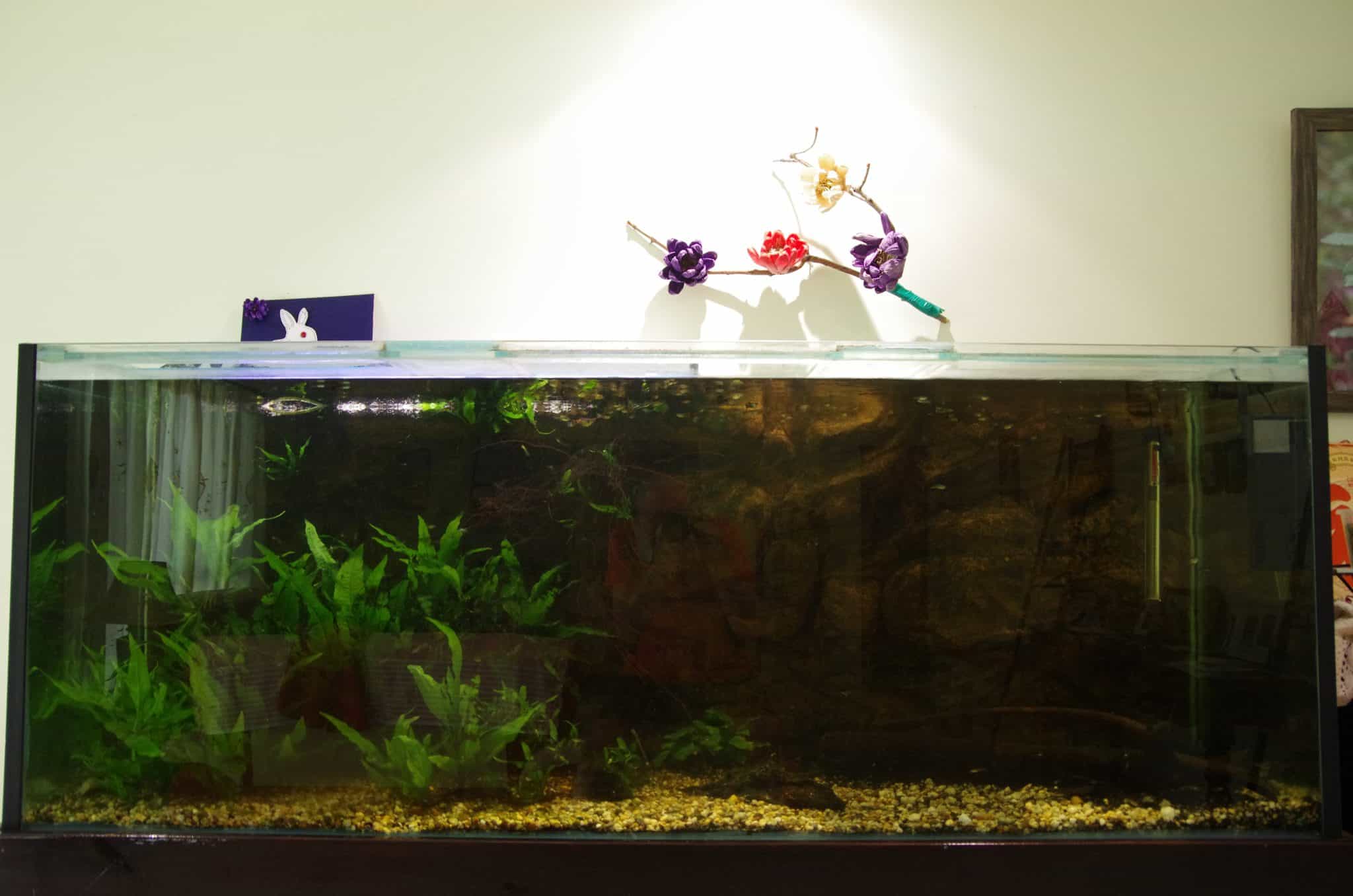 Terrarium or Vararium – The Bible of Botany