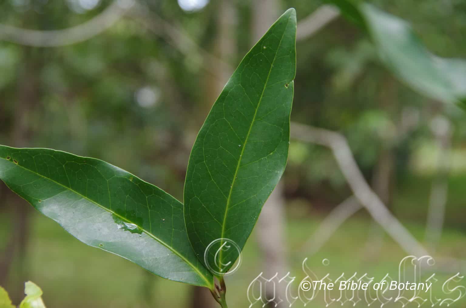 Plant Descriptions – Beaufortia incana – Bombax ceiba – The Bible of Botany