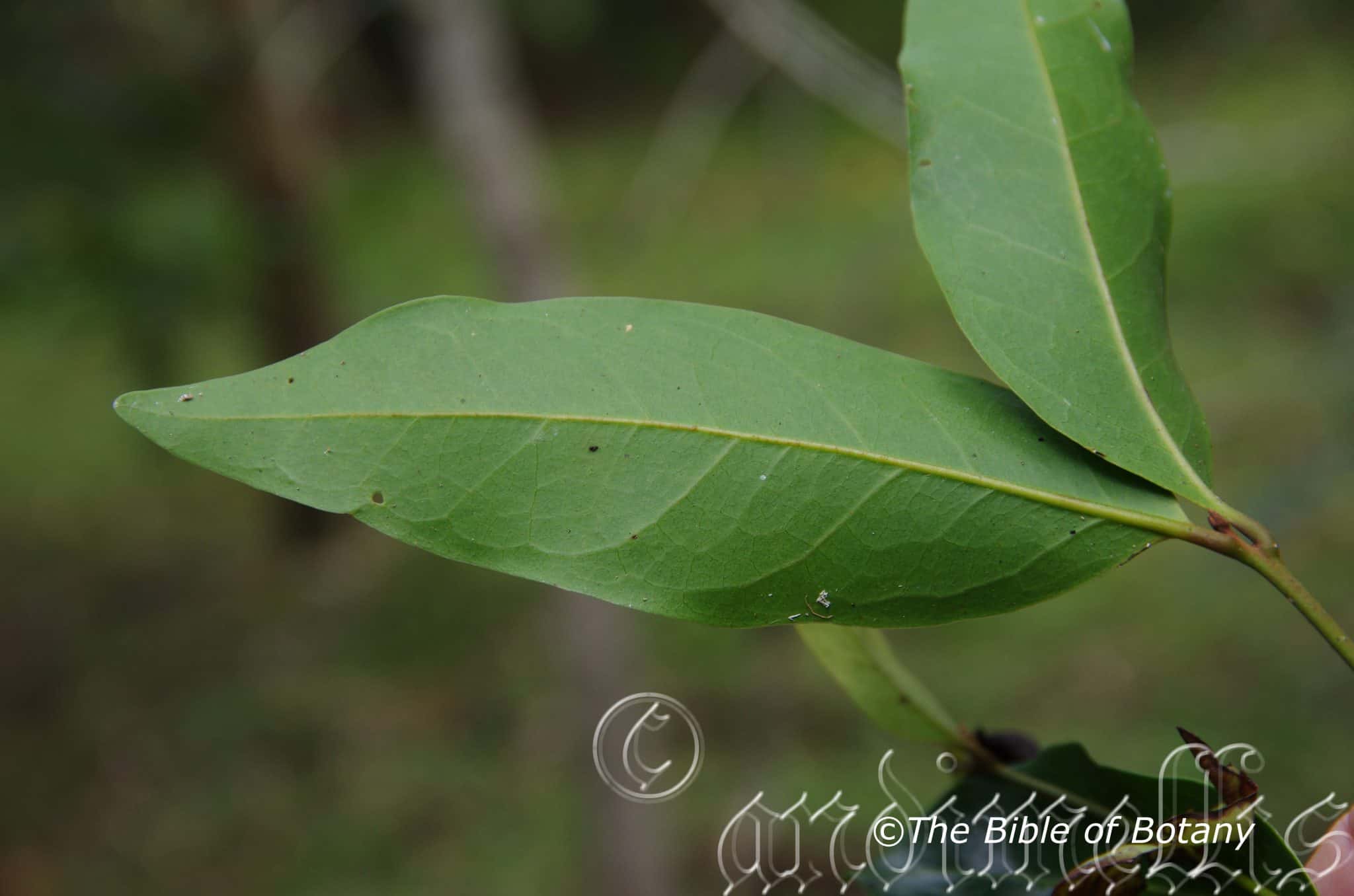 Plant Descriptions – Beaufortia incana – Bombax ceiba – The Bible of Botany