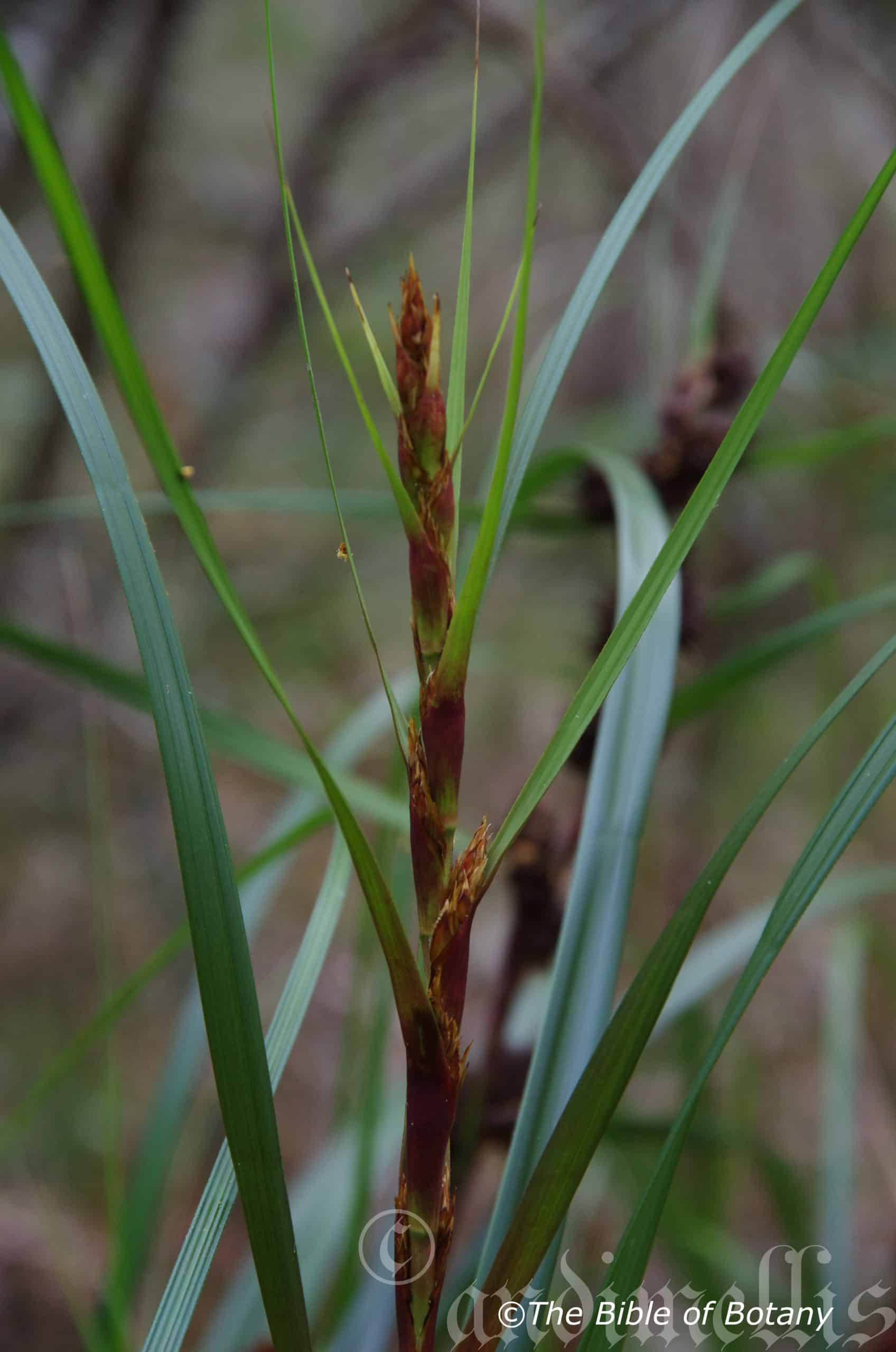 Plant Descriptions – Gahnia aspera – Goodenia stelligera – The Bible of ...