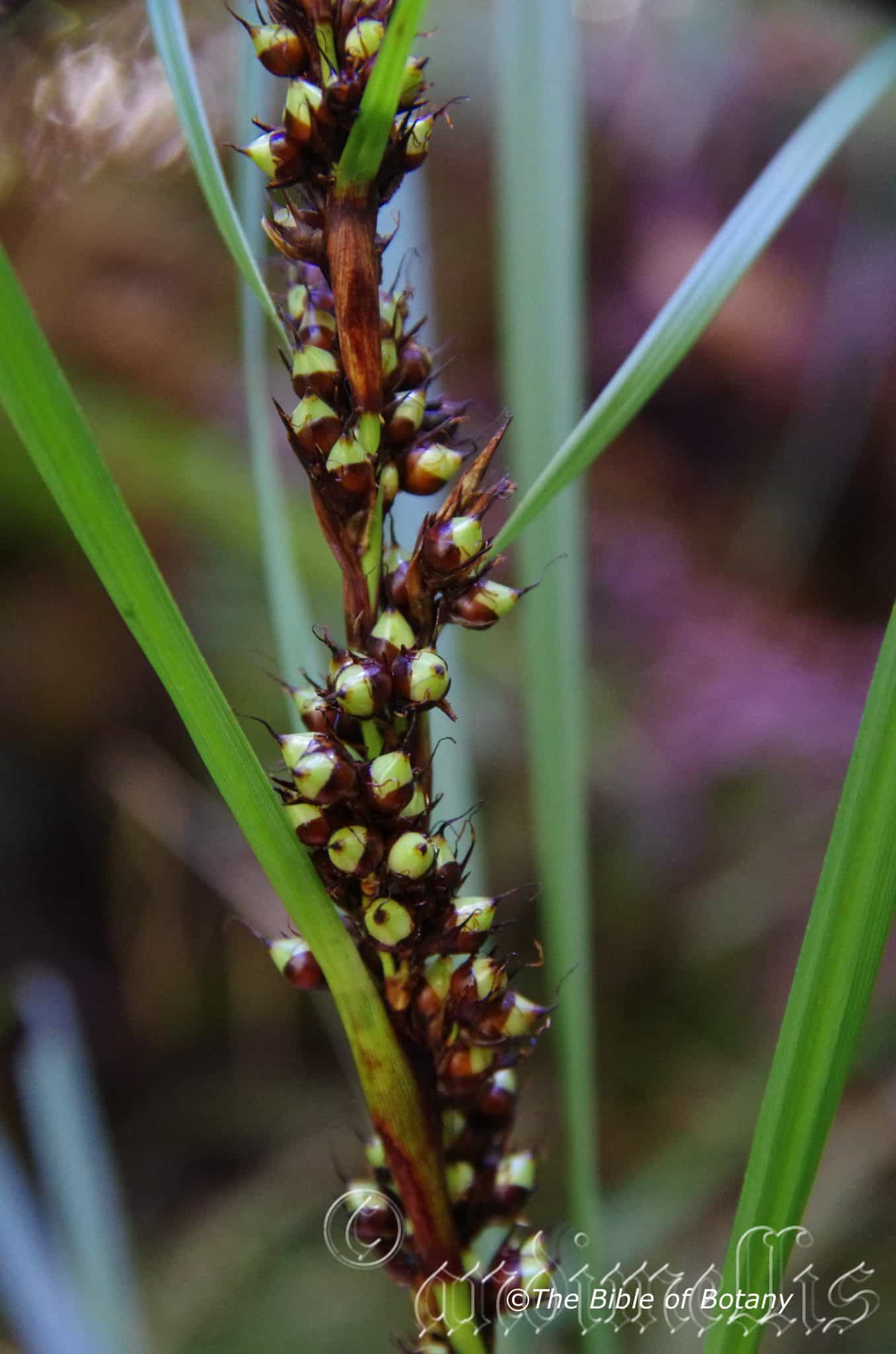 Plant Descriptions – Gahnia aspera – Goodenia stelligera – The Bible of ...